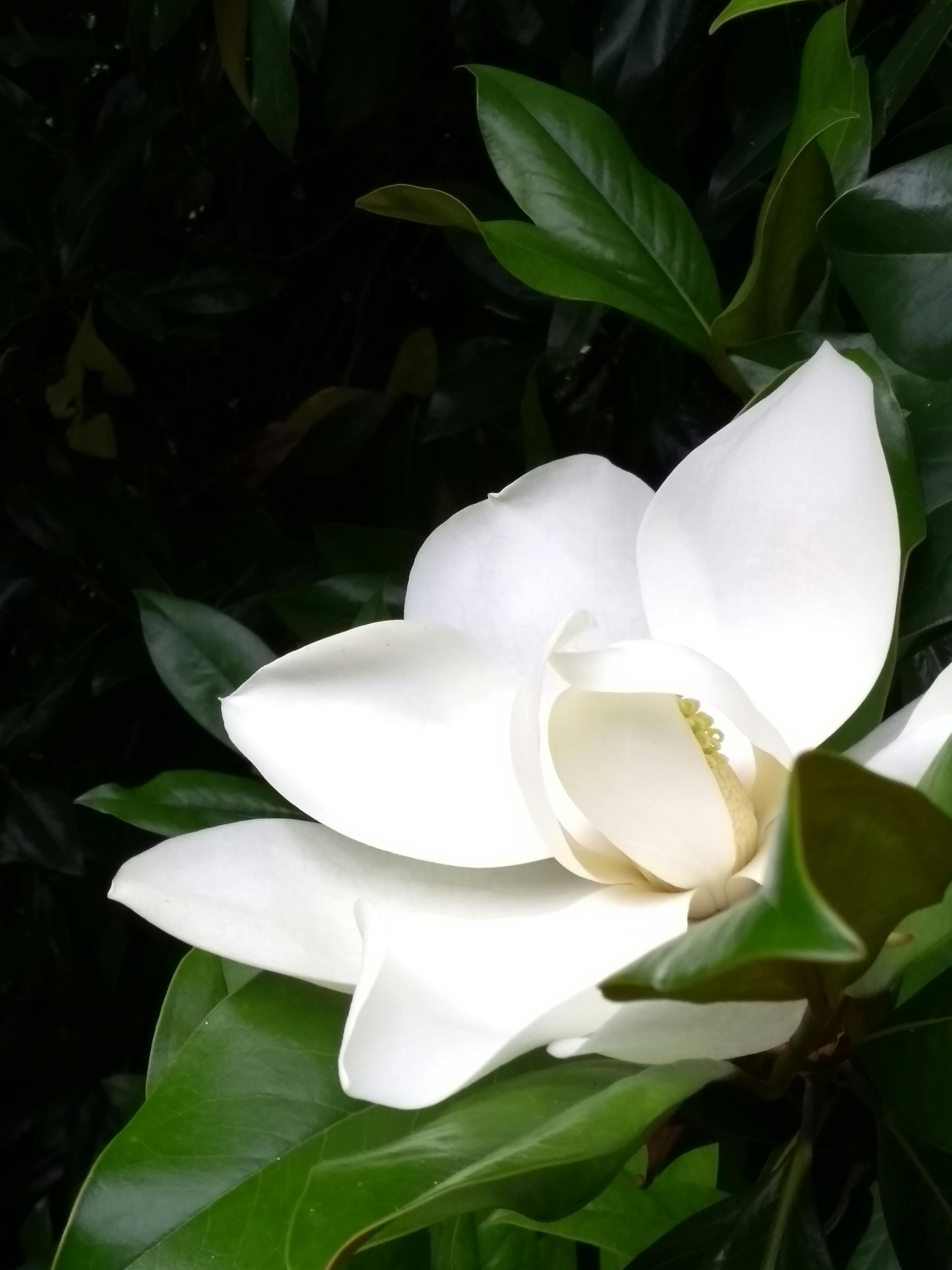 Southern Magnolia Photos, Download The BEST Free Southern Magnolia ...