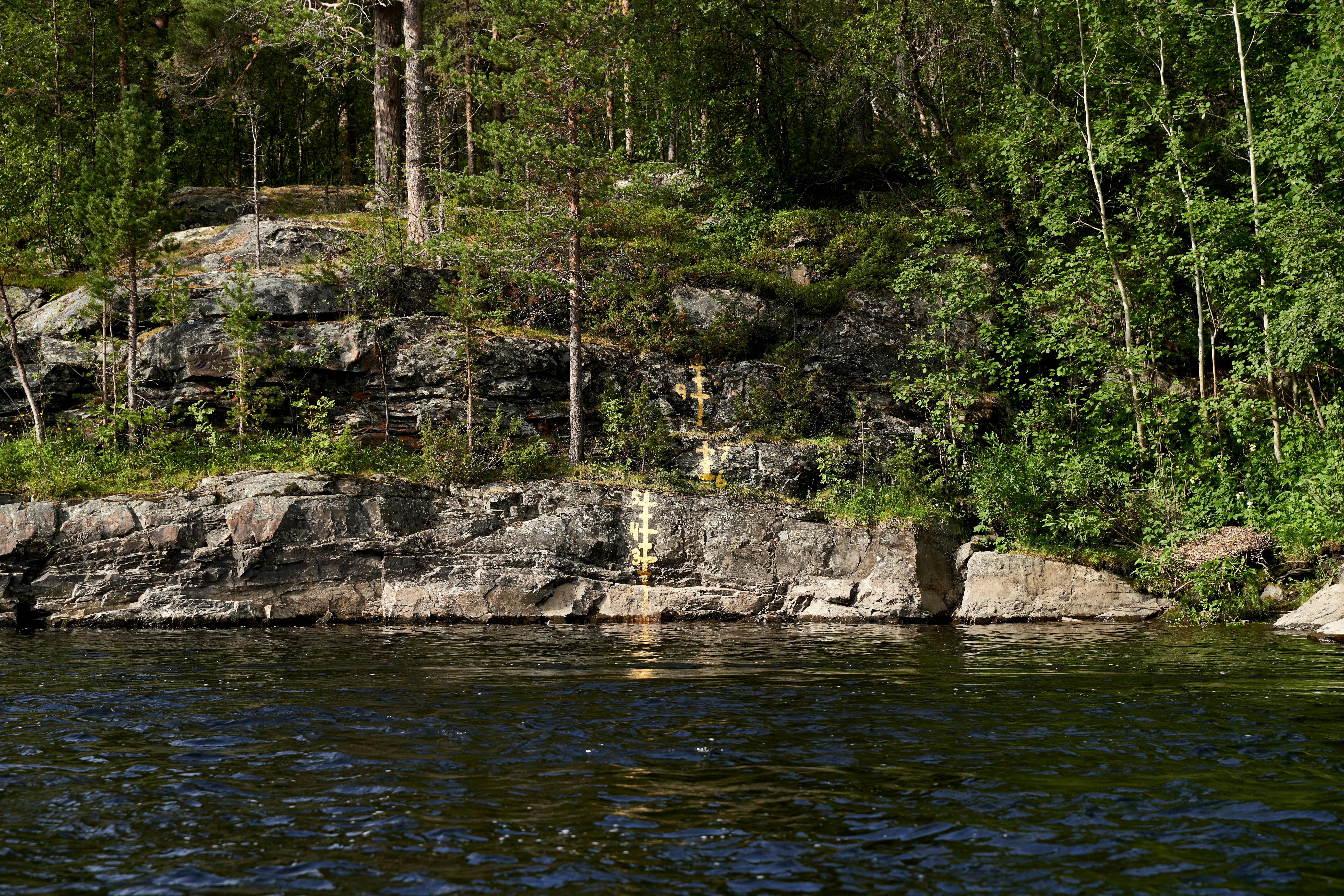 Forest on Lakeshore · Free Stock Photo