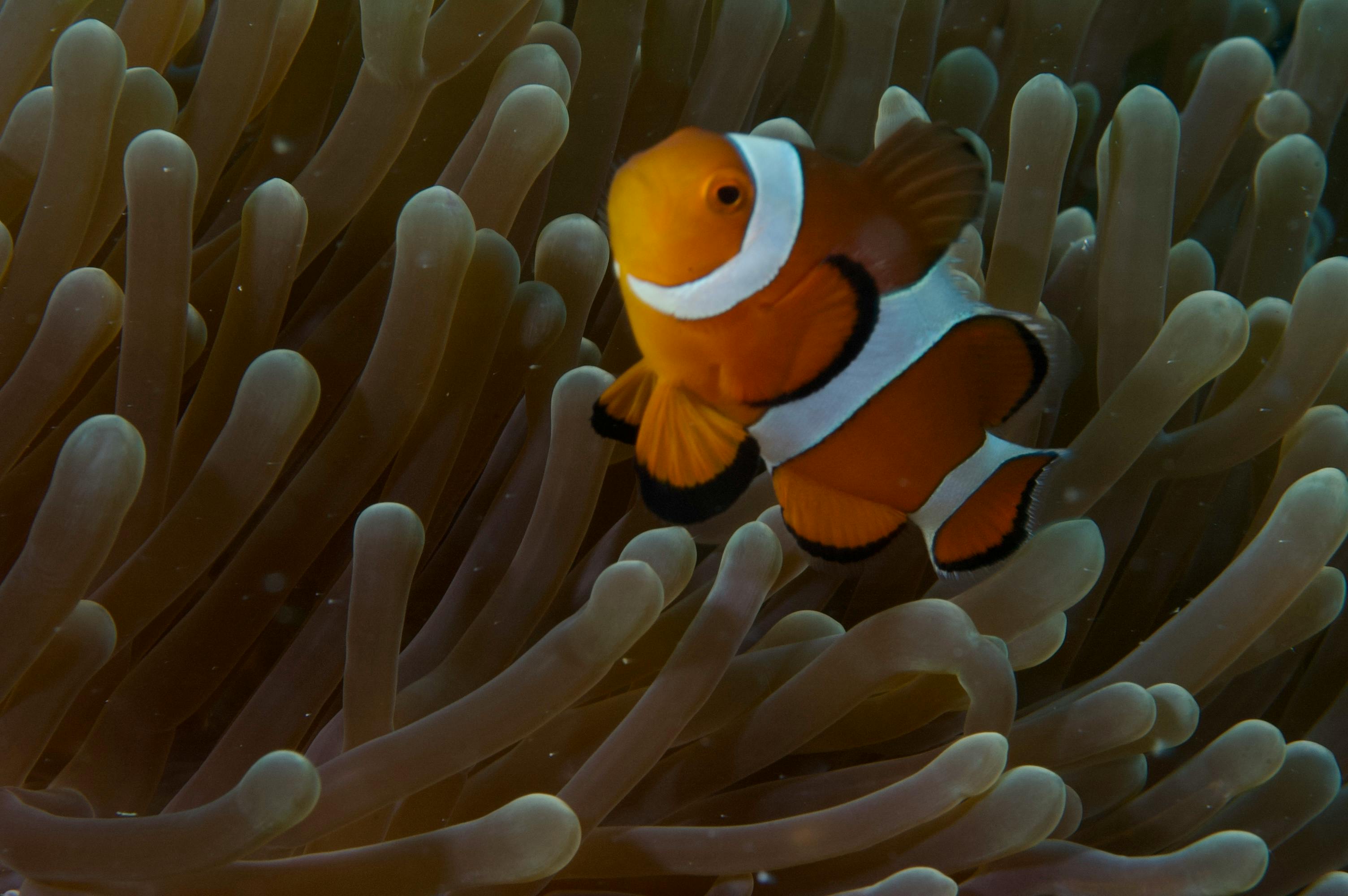 Clown Fish Photos, Download The BEST Free Clown Fish Stock Photos & HD ...