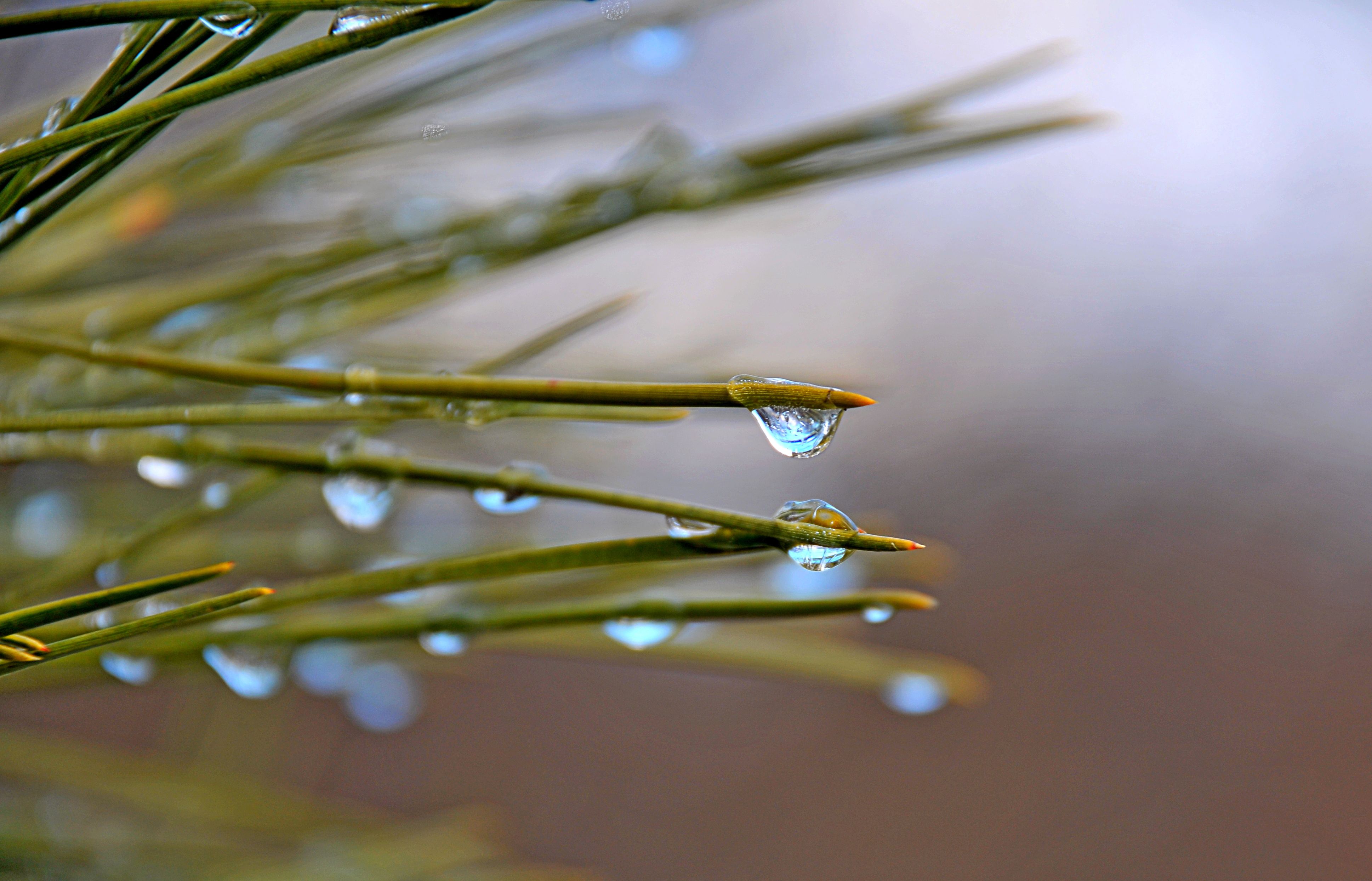 Close-up of a Conifer Tree Branch · Free Stock Photo