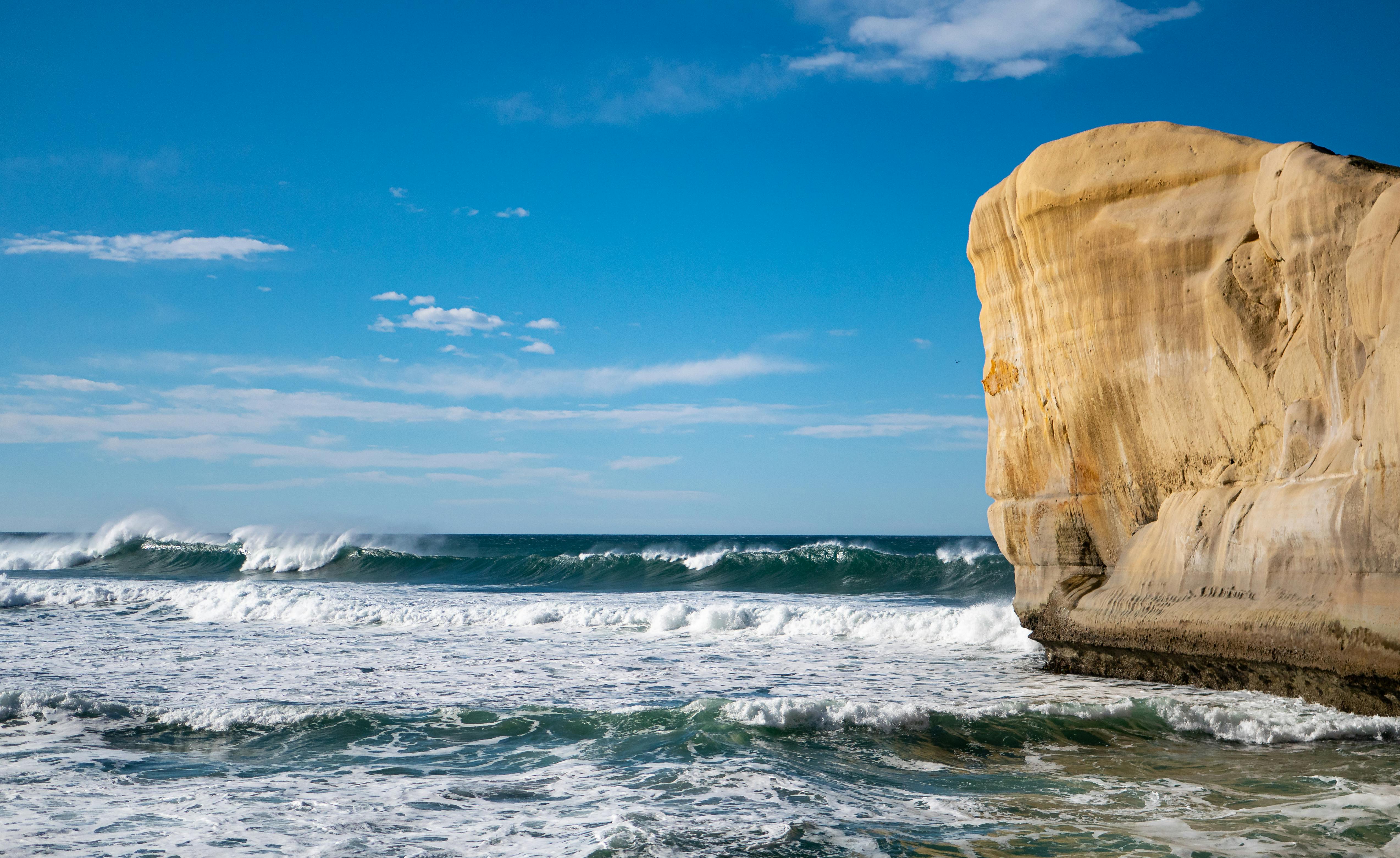 Single Tree on Sea Shore · Free Stock Photo