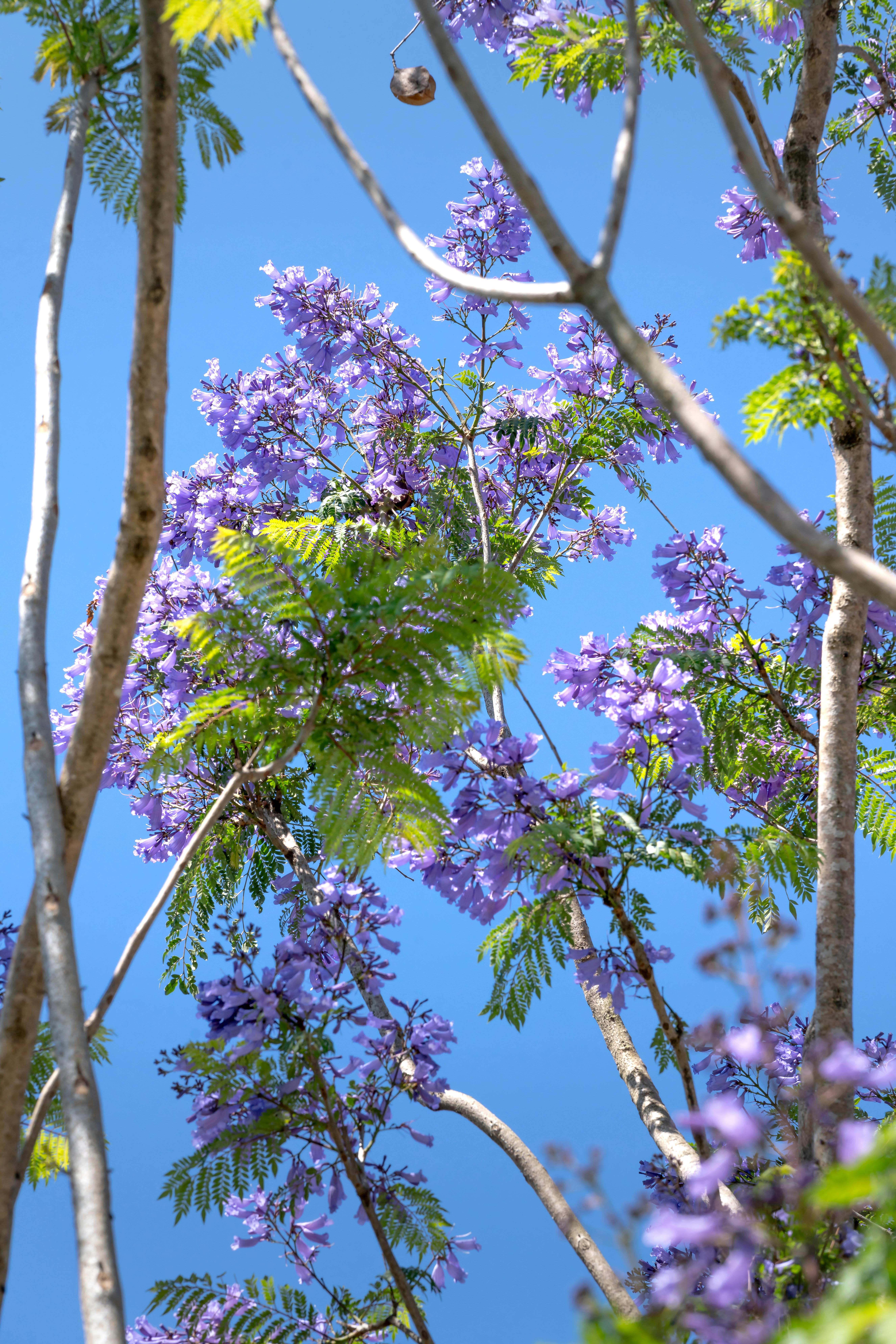 Purple Jacaranda Photos, Download The BEST Free Purple Jacaranda Stock ...