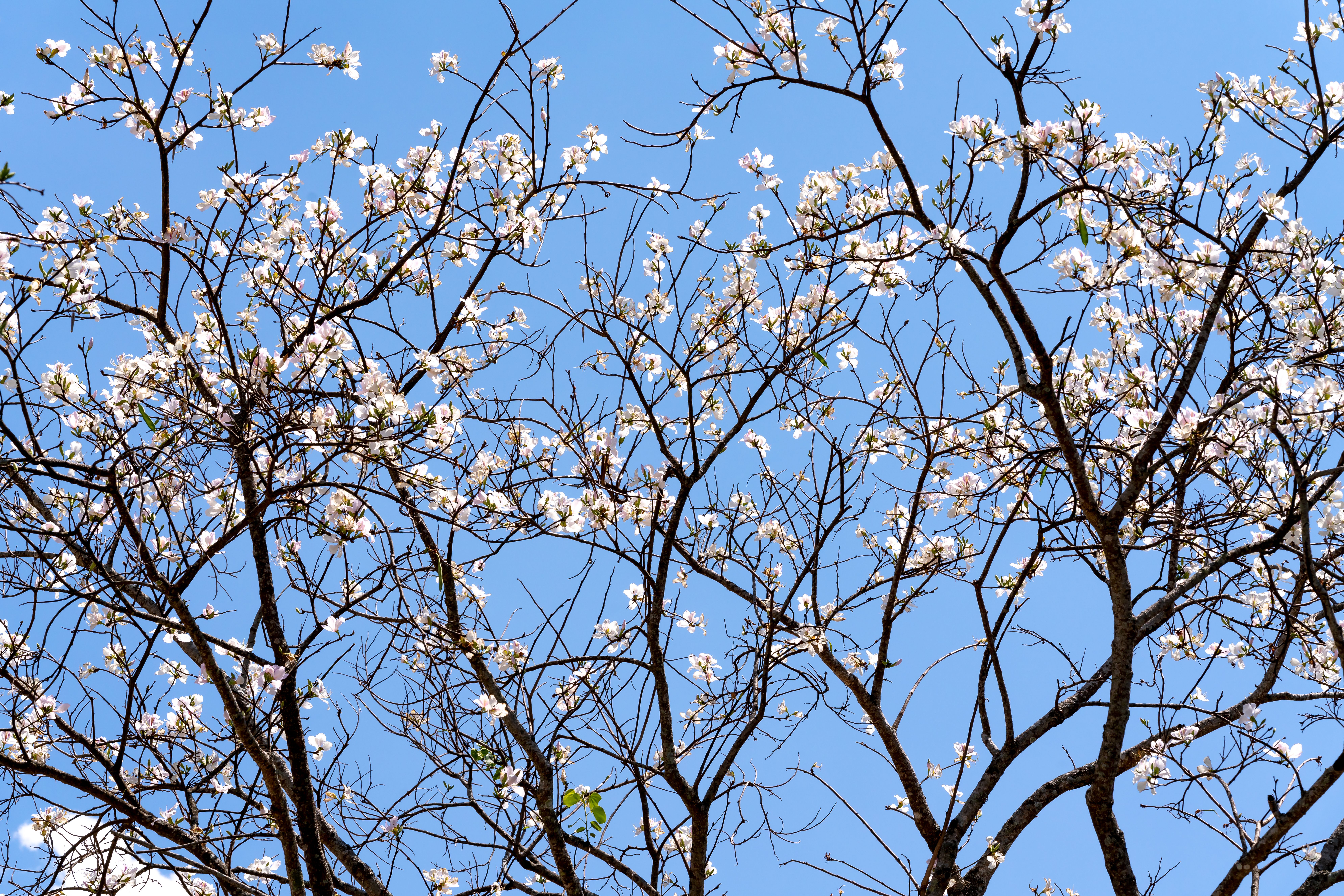 Brown Tree With White Flowers · Free Stock Photo