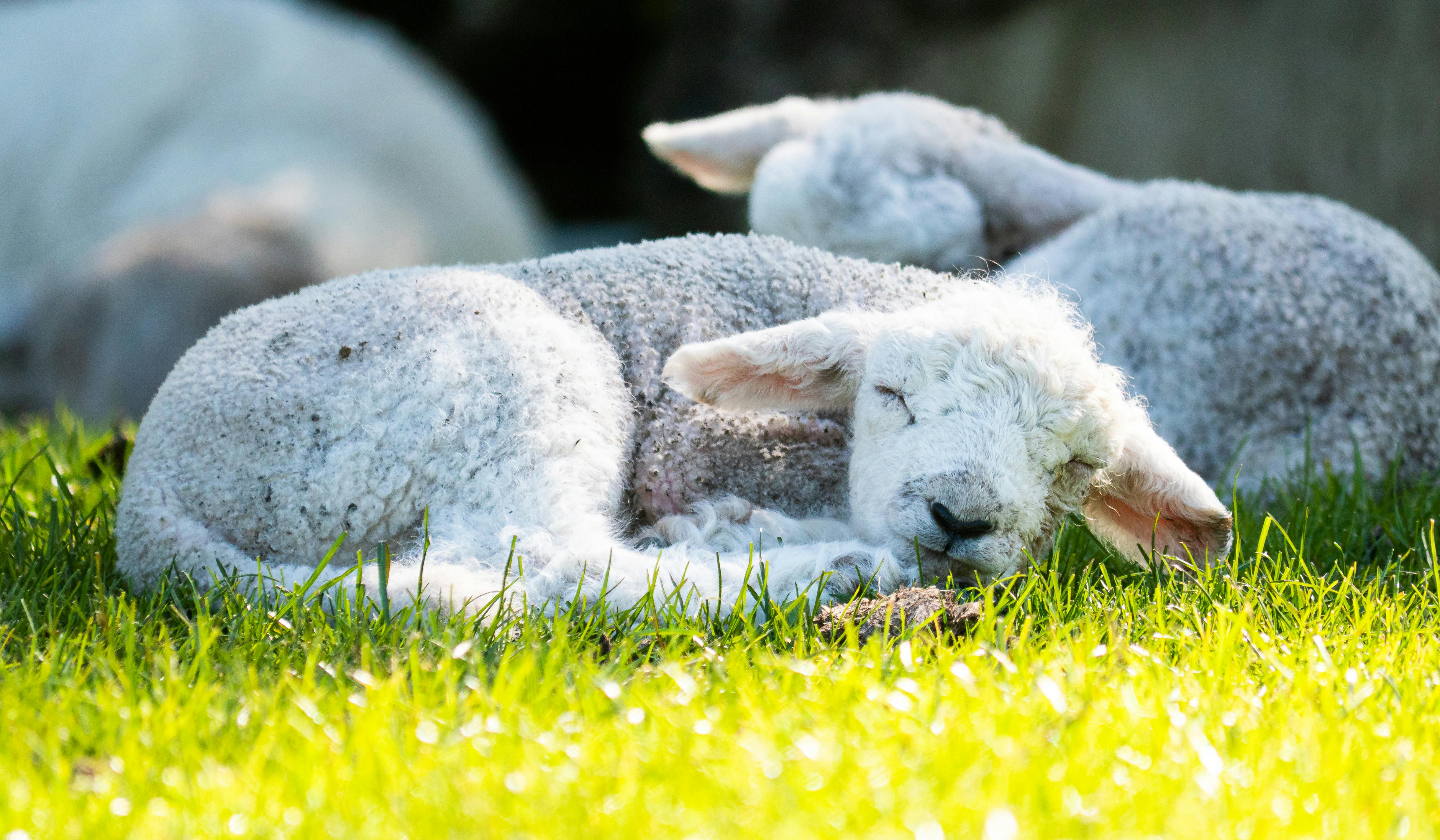 Sleeping Sheep Photos, Download The BEST Free Sleeping Sheep Stock ...