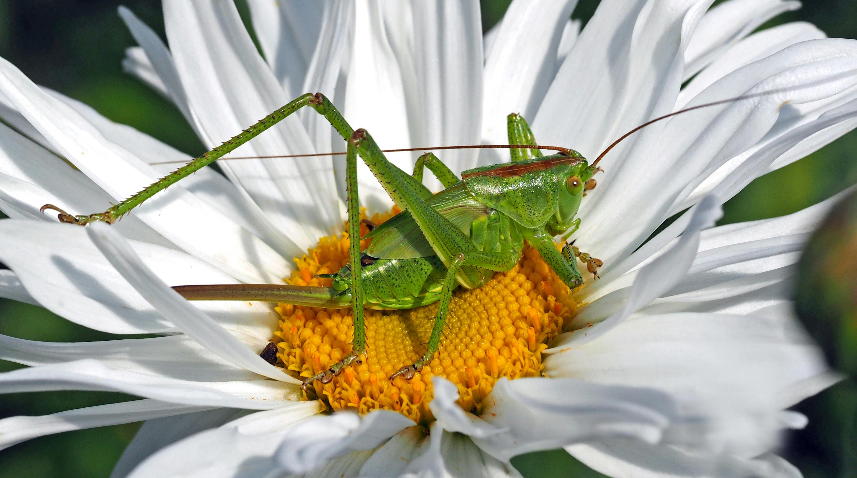 Green 8 Legged Insect on White and Yellow Multi Petaled Flower during ...