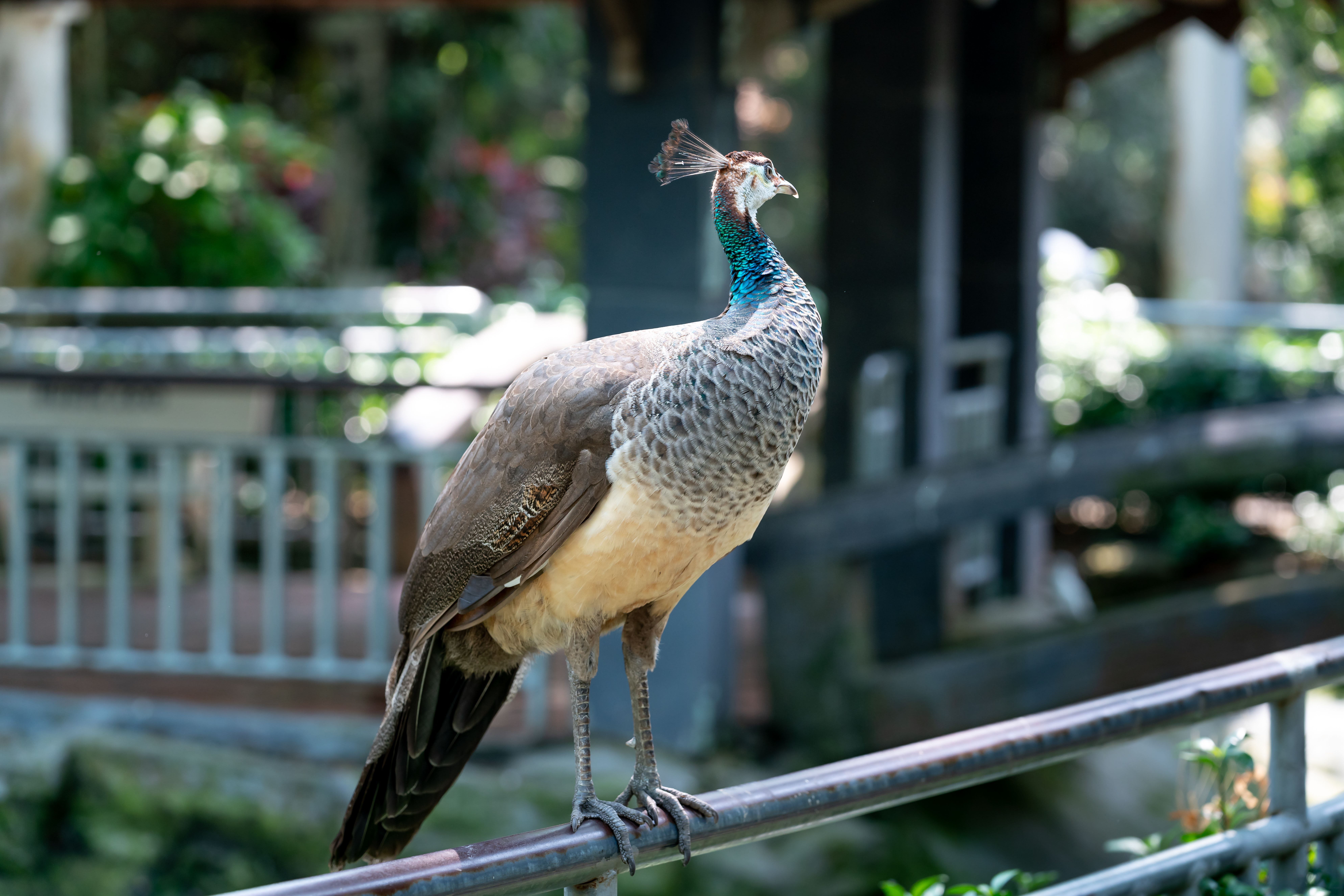 Graceful Peacock Perching on Railing · Free Stock Photo