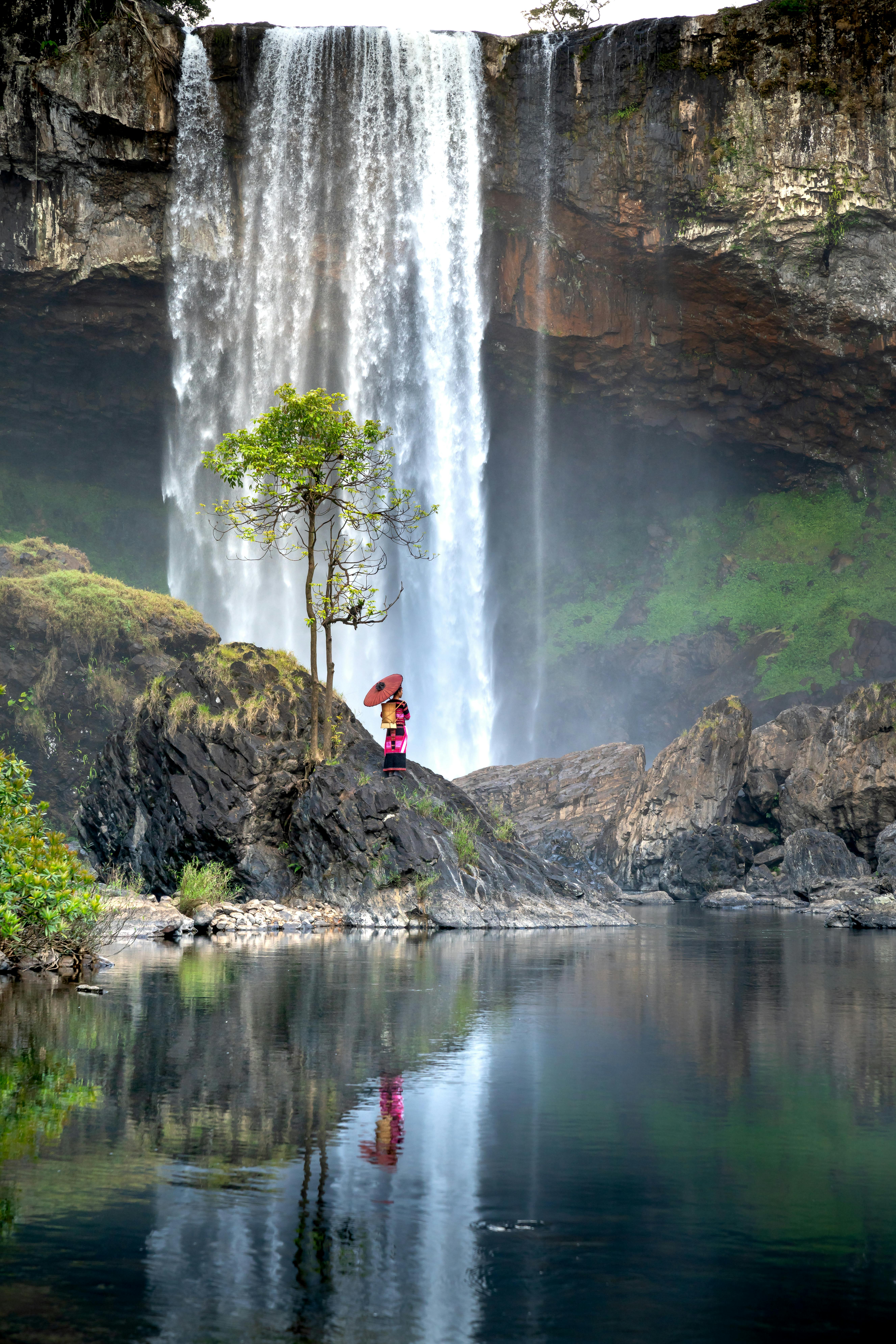 100,000+ Best Green Tree Photos · 100% Free Download · Pexels Stock Photos