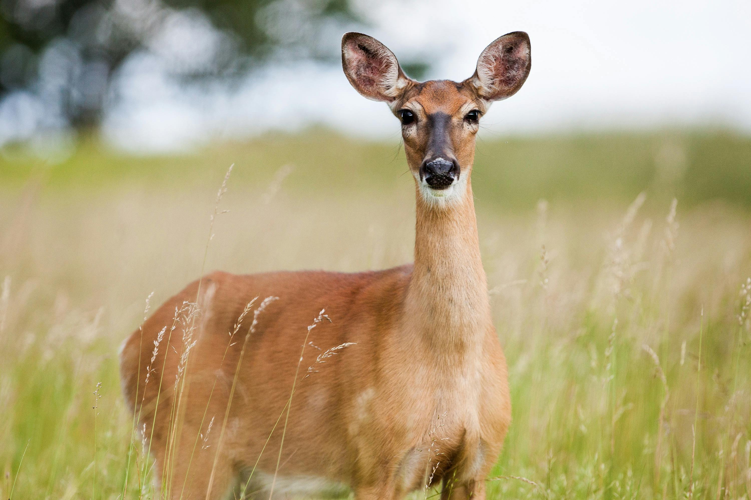 Brown Fawn in Field · Free Stock Photo