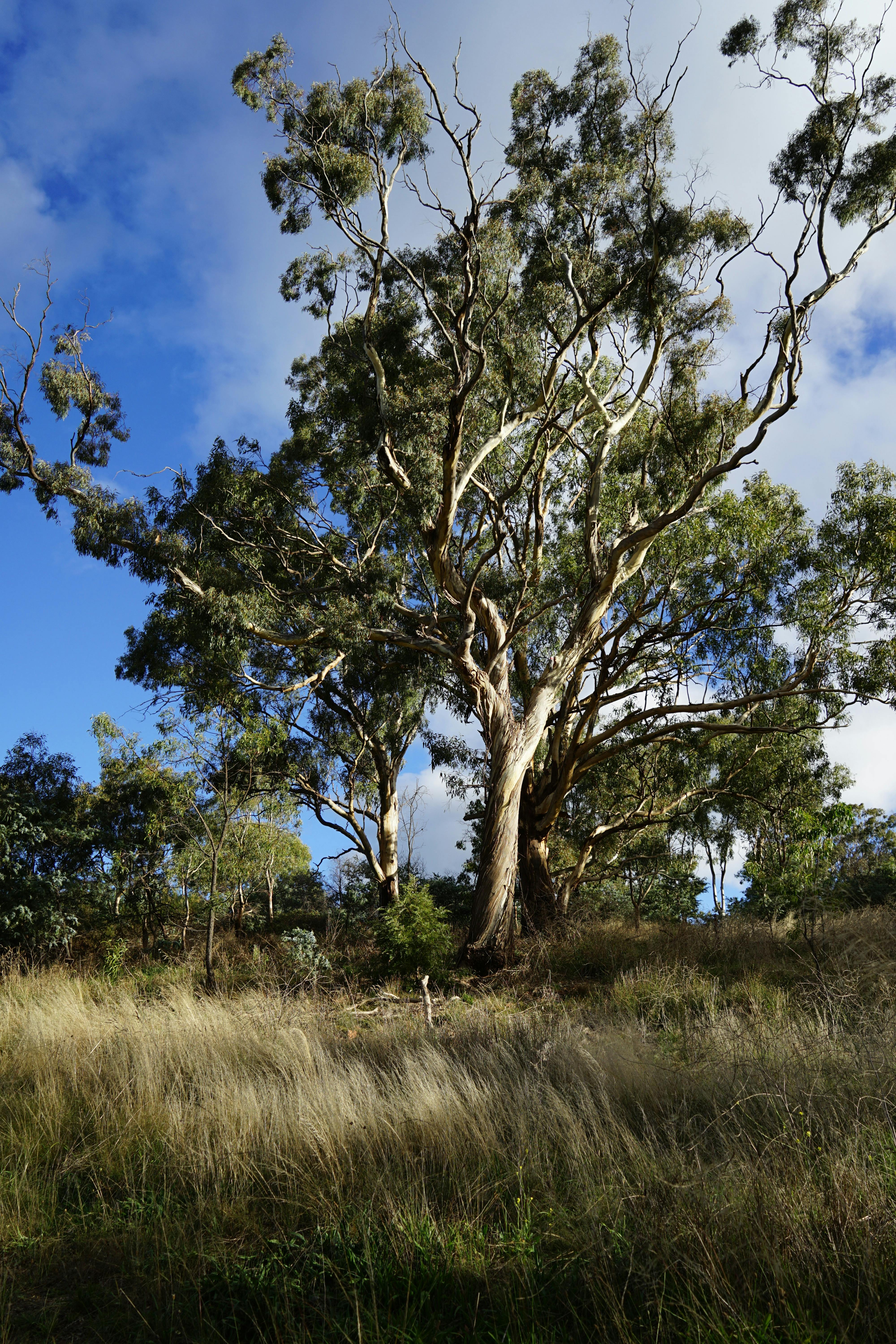 Gumtree Photos, Download The BEST Free Gumtree Stock Photos & HD Images