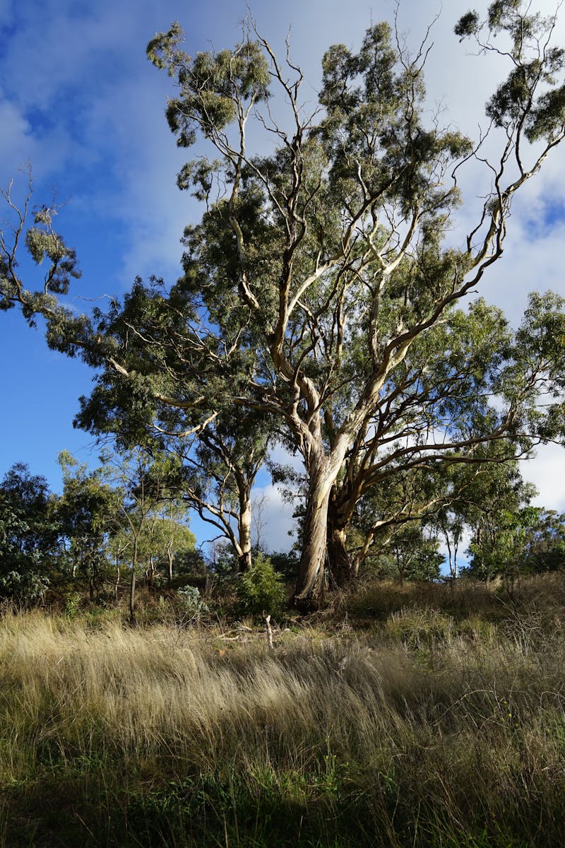 Gumtree Photos, Download The BEST Free Gumtree Stock Photos & HD Images