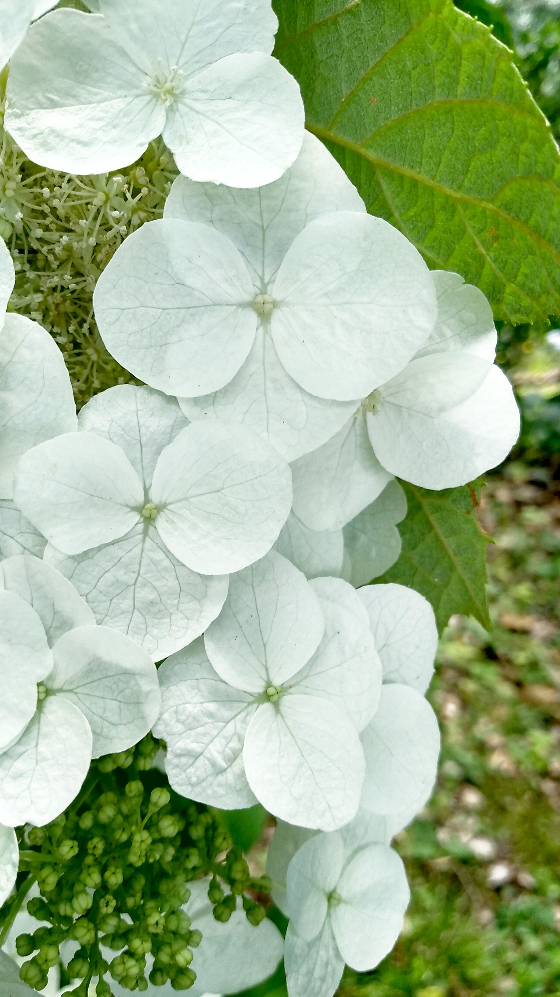 Close up of White Flowers · Free Stock Photo