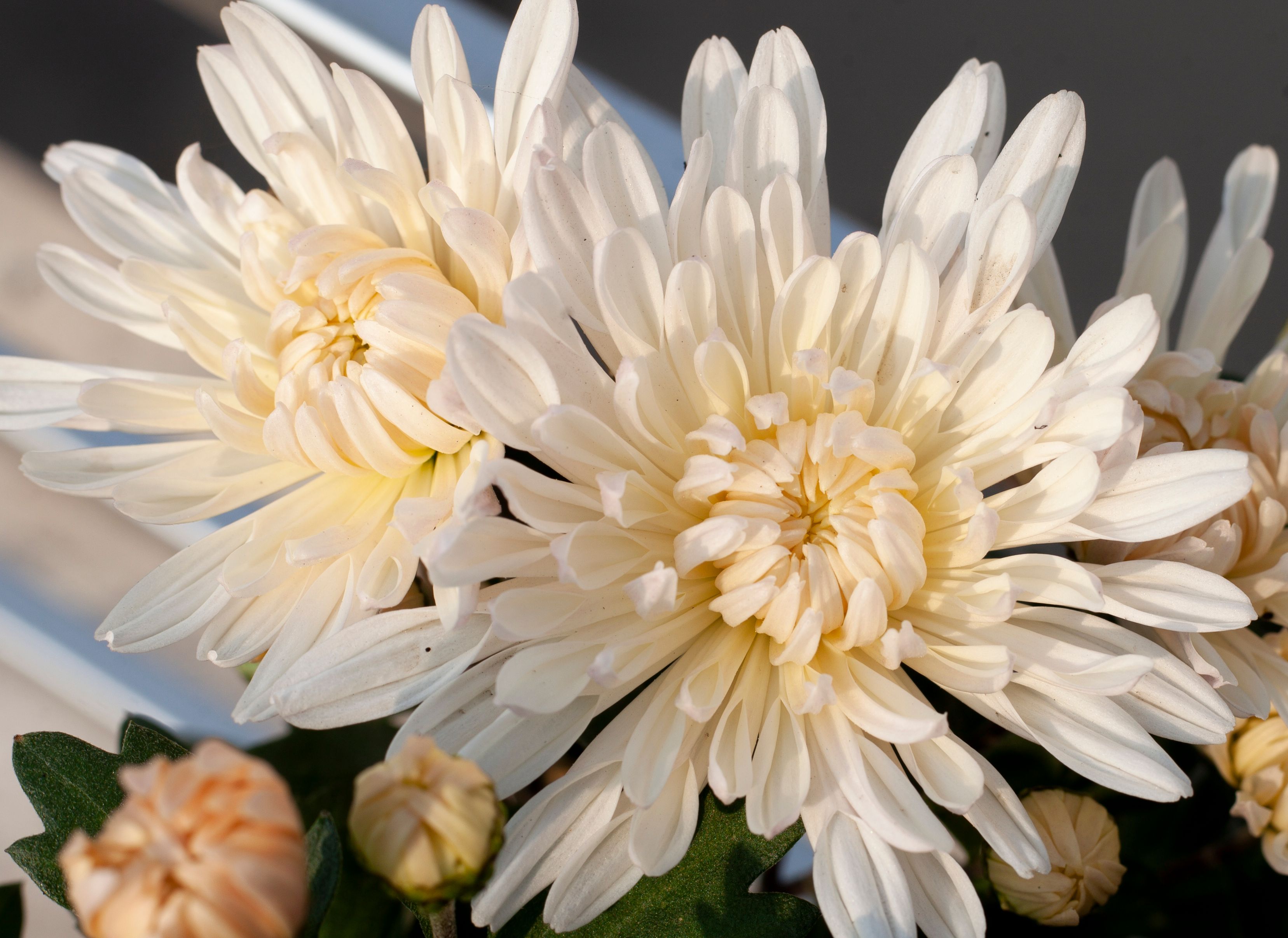 White Flowers in Bloom · Free Stock Photo