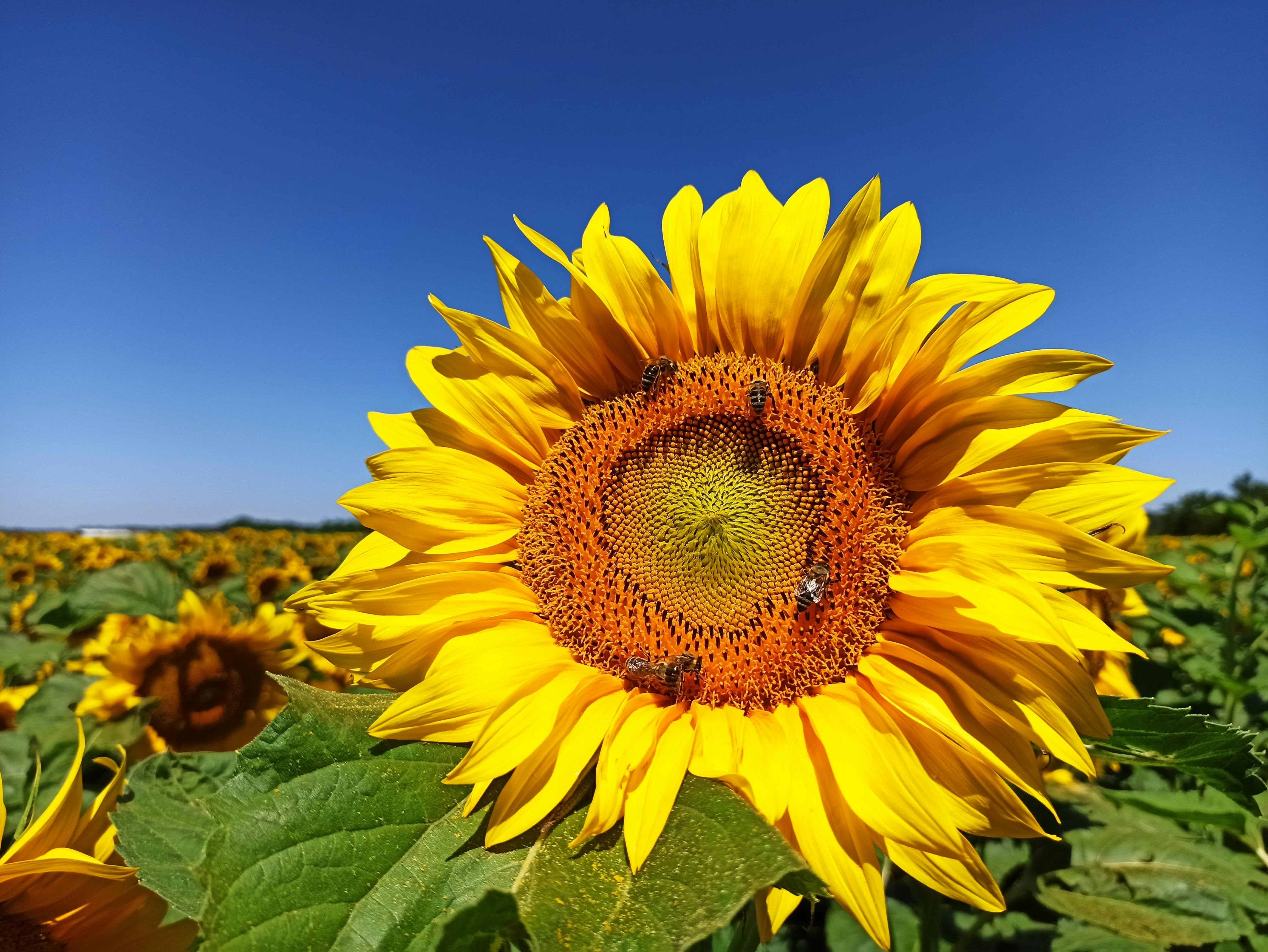 A Sunflower With Bees · Free Stock Photo