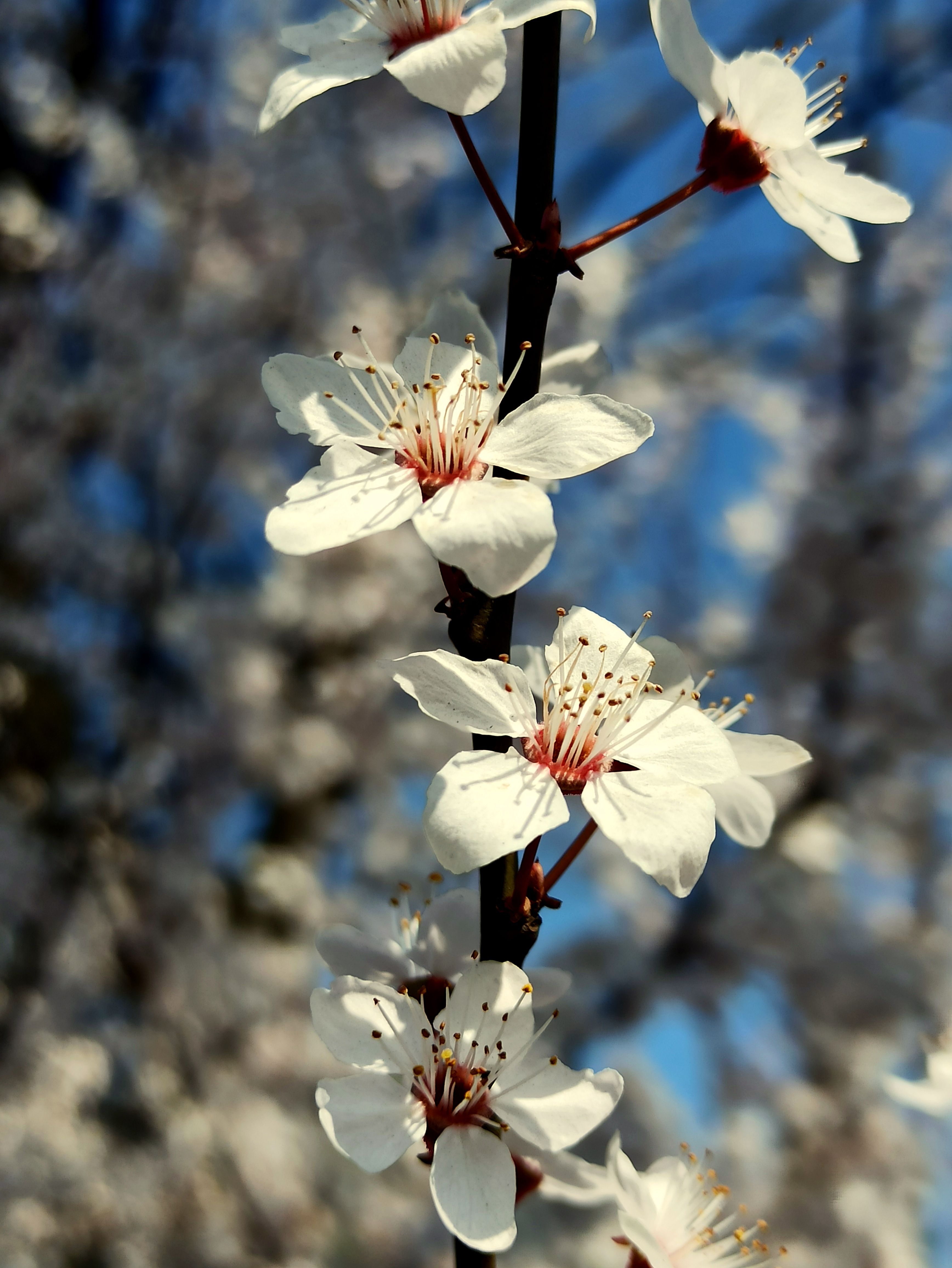 10,000+ Best Spring Storm Photos · 100% Free Download · Pexels Stock Photos