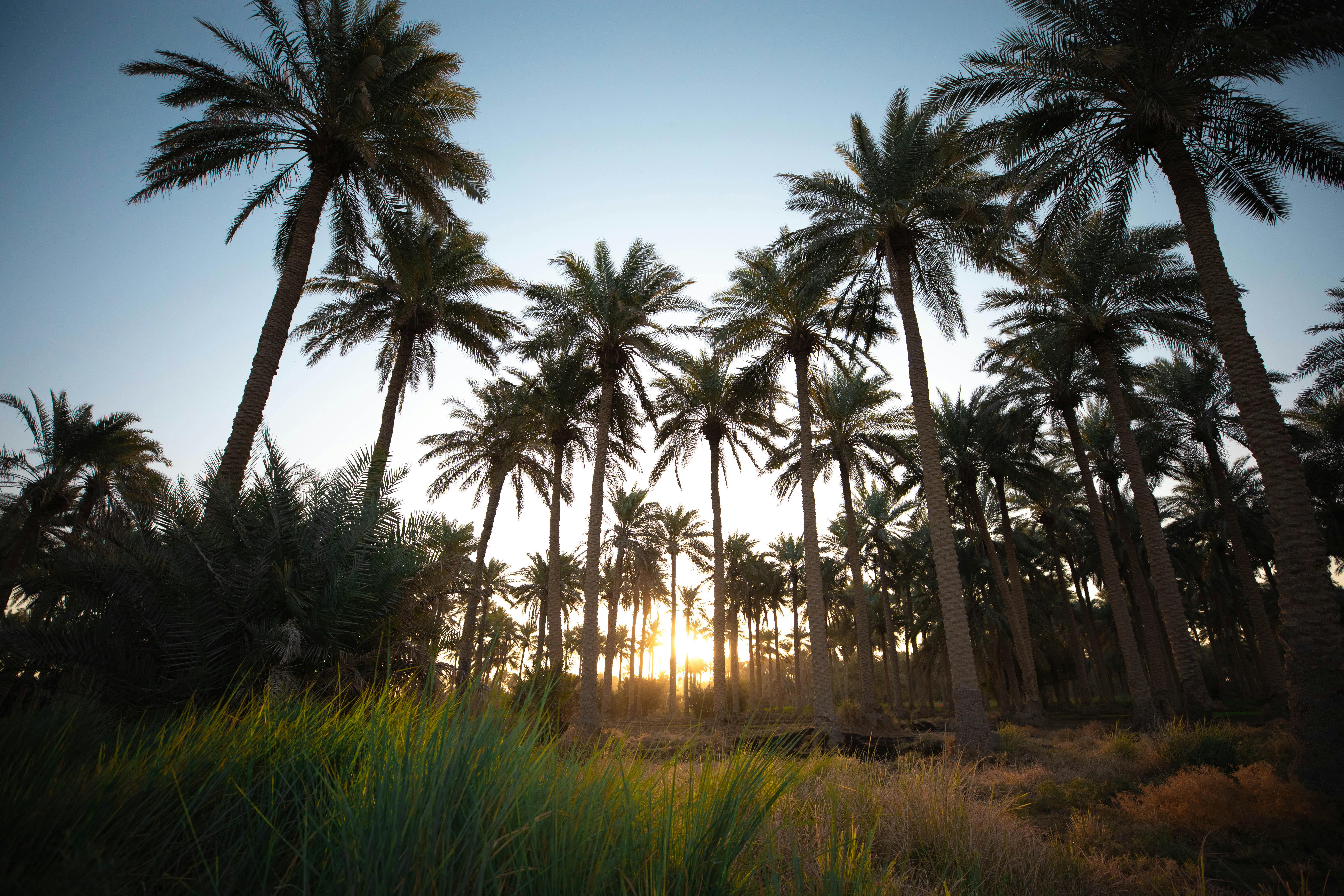 Palm Trees at Sunset · Free Stock Photo