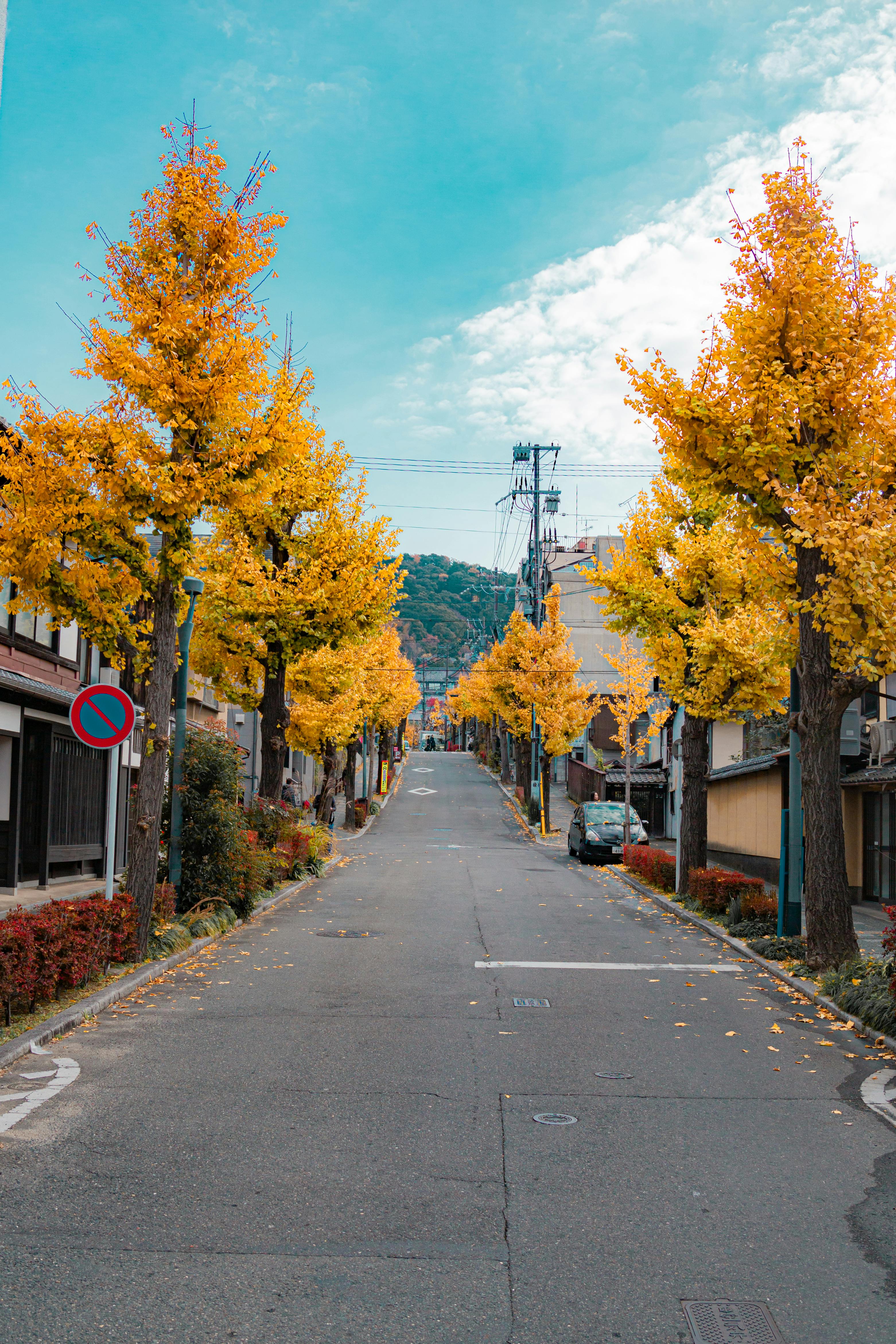 A Street Lined with Trees with Fall Colored Leaves · Free Stock Photo