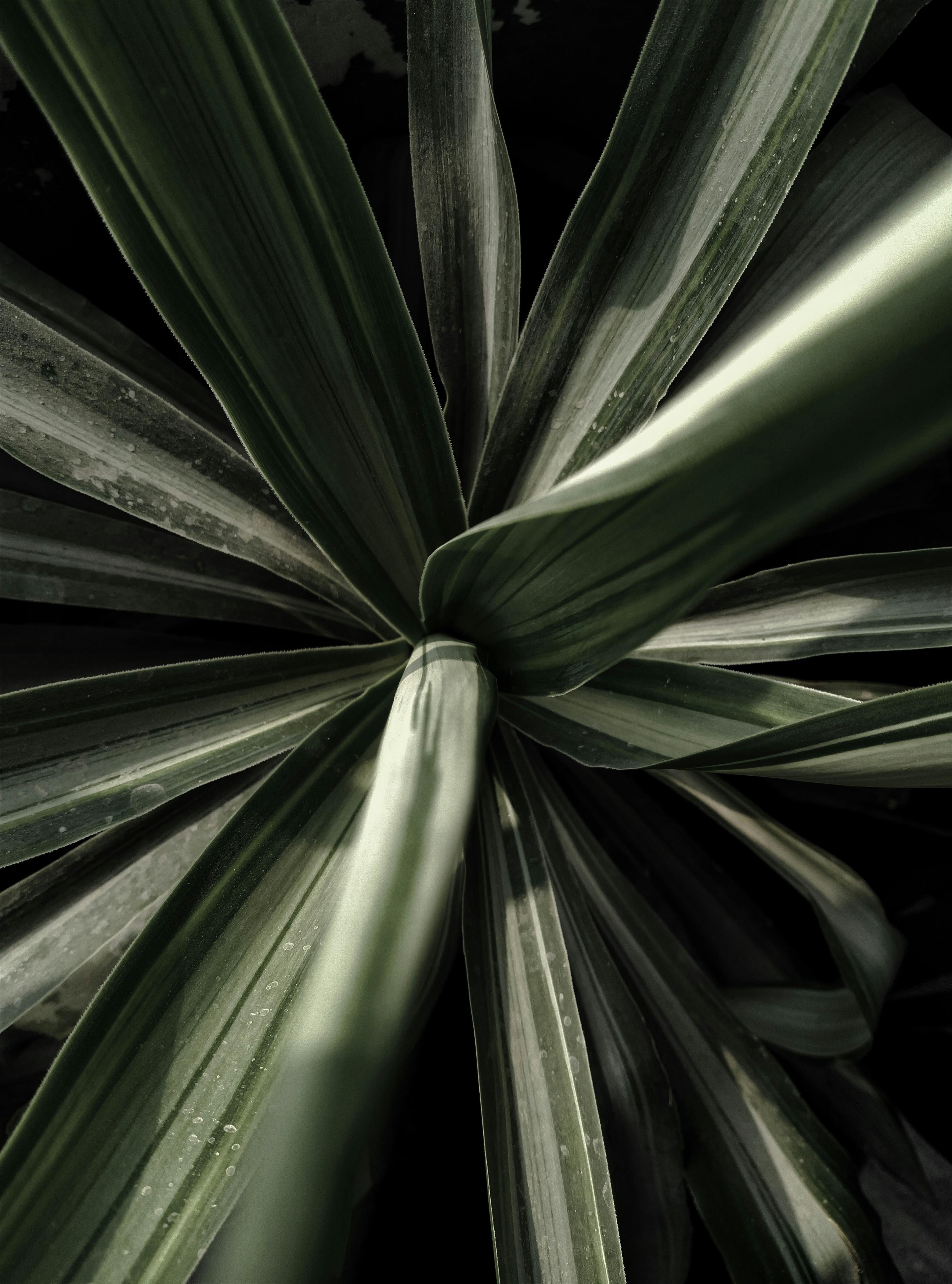 Green Plant in Close Up Photography · Free Stock Photo
