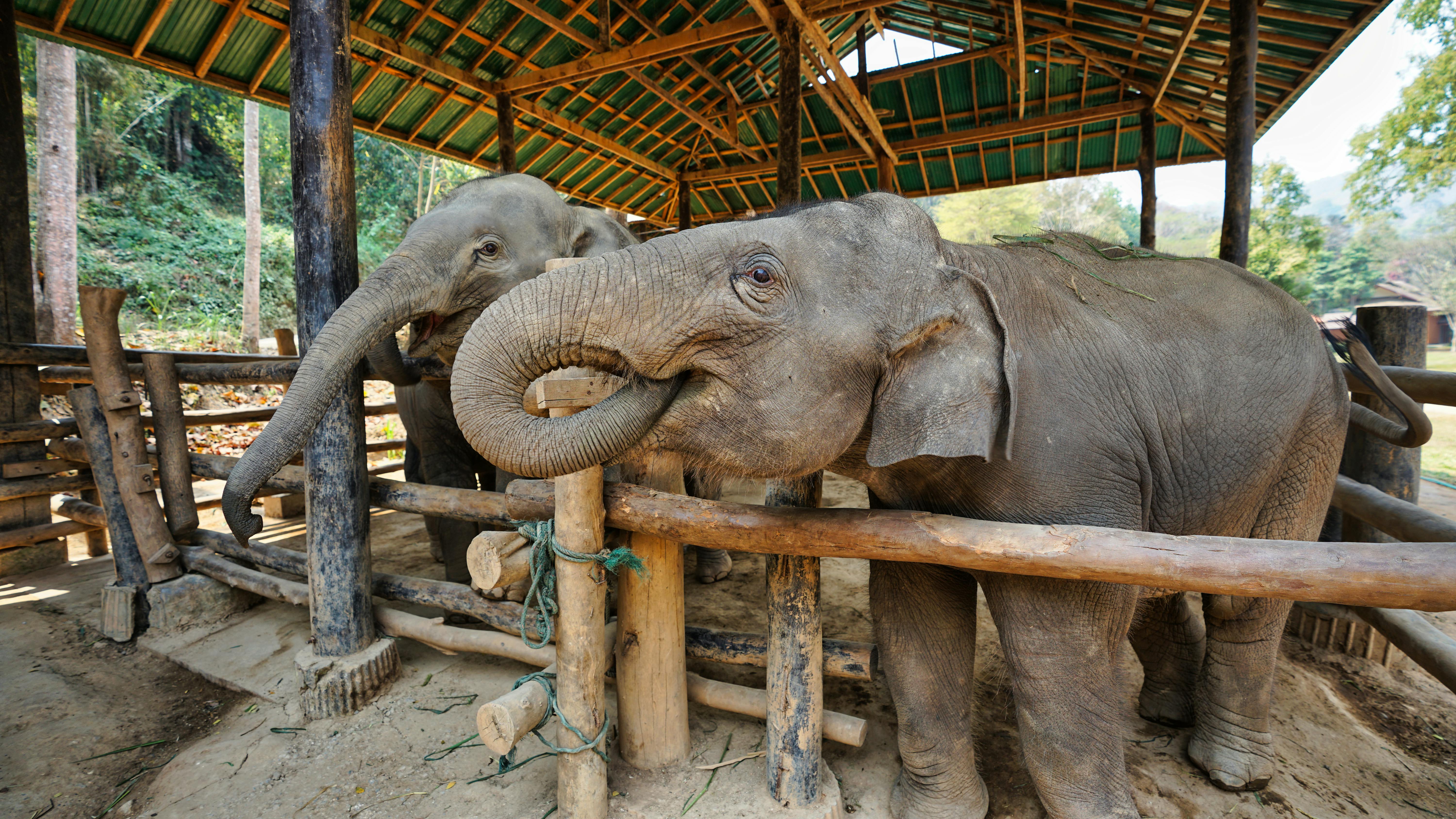 Elephants behind Fence · Free Stock Photo