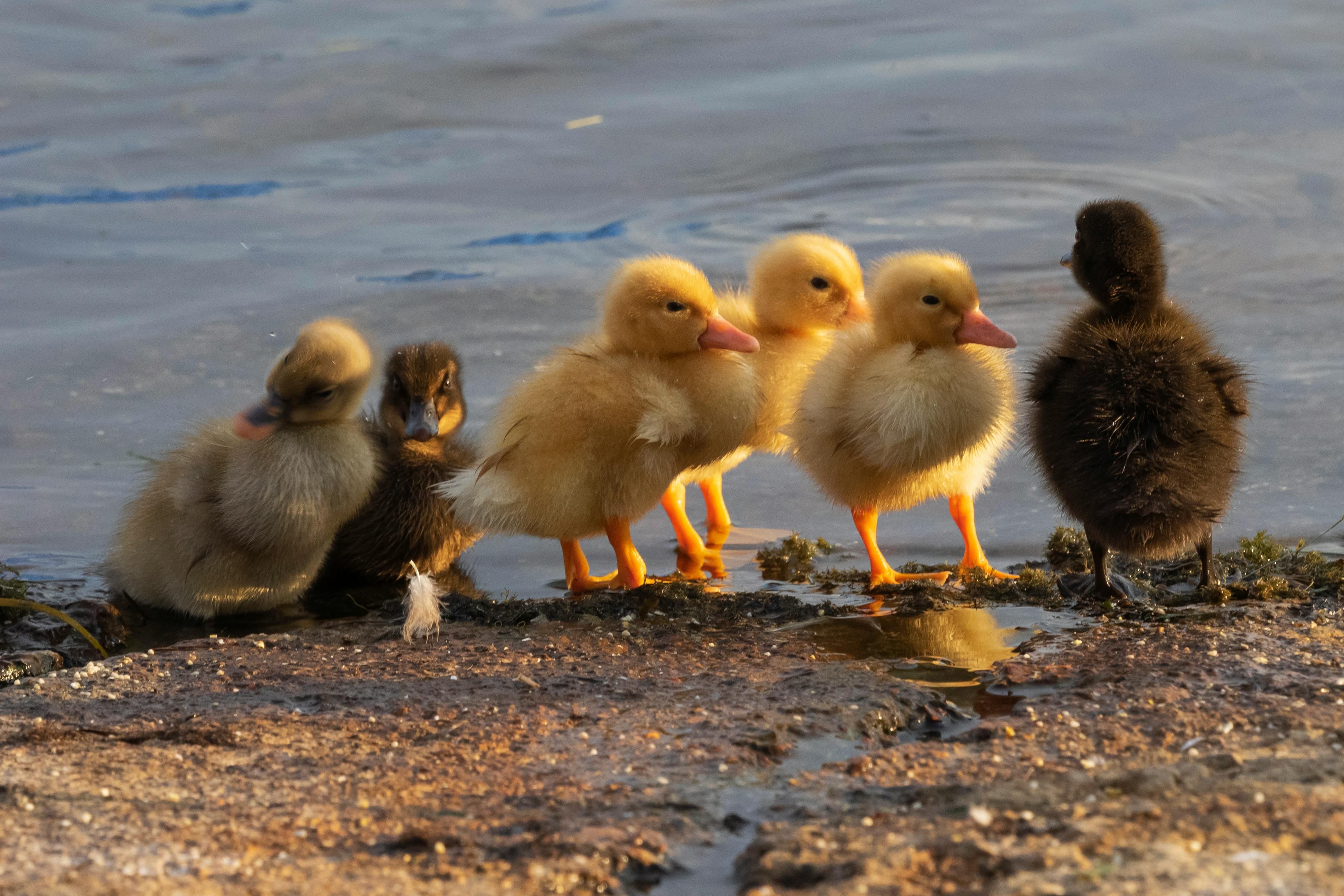 Close-up photo of Ducklings · Free Stock Photo