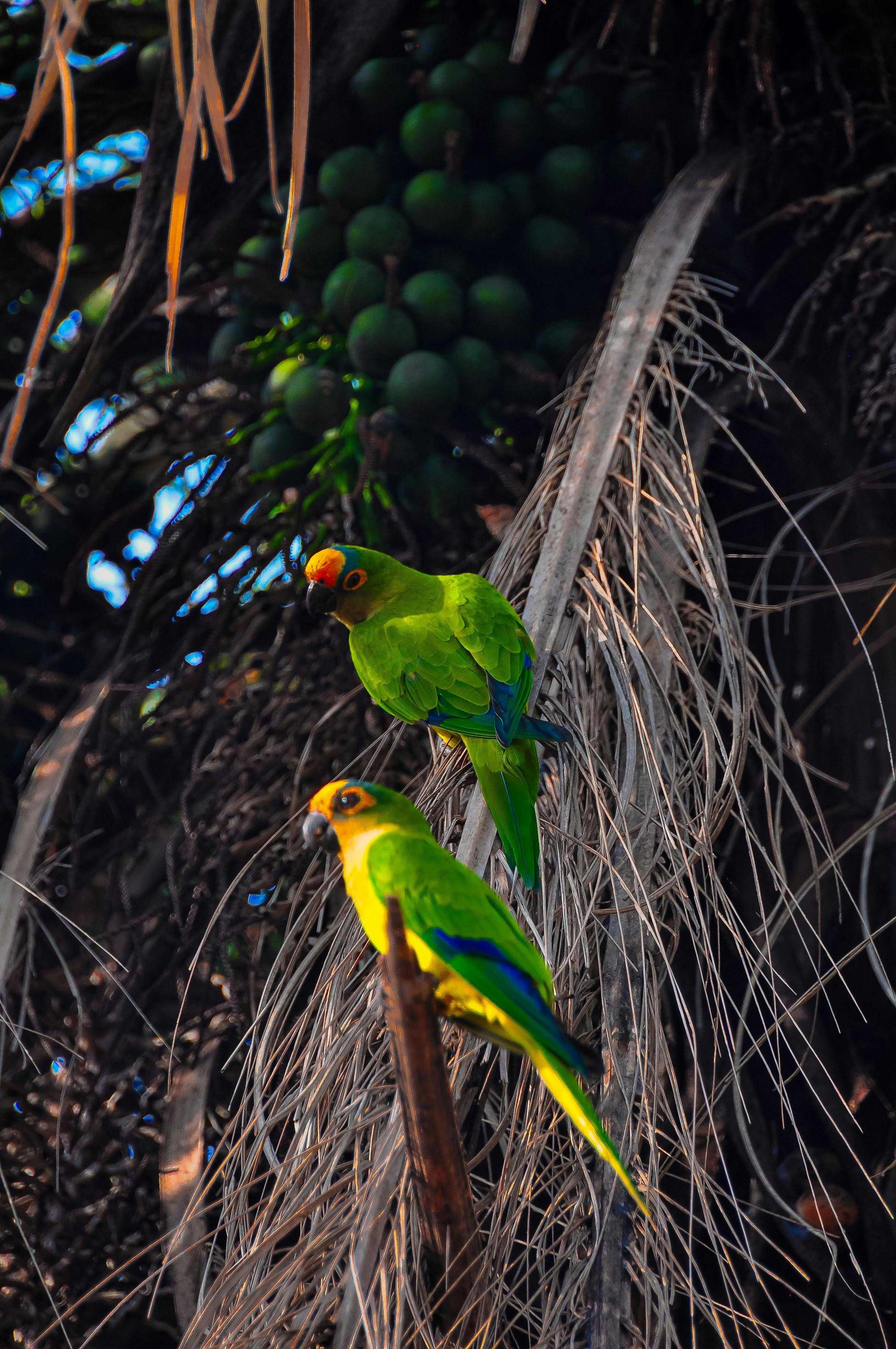 Golden Capped Parakeet Photos, Download The BEST Free Golden Capped ...