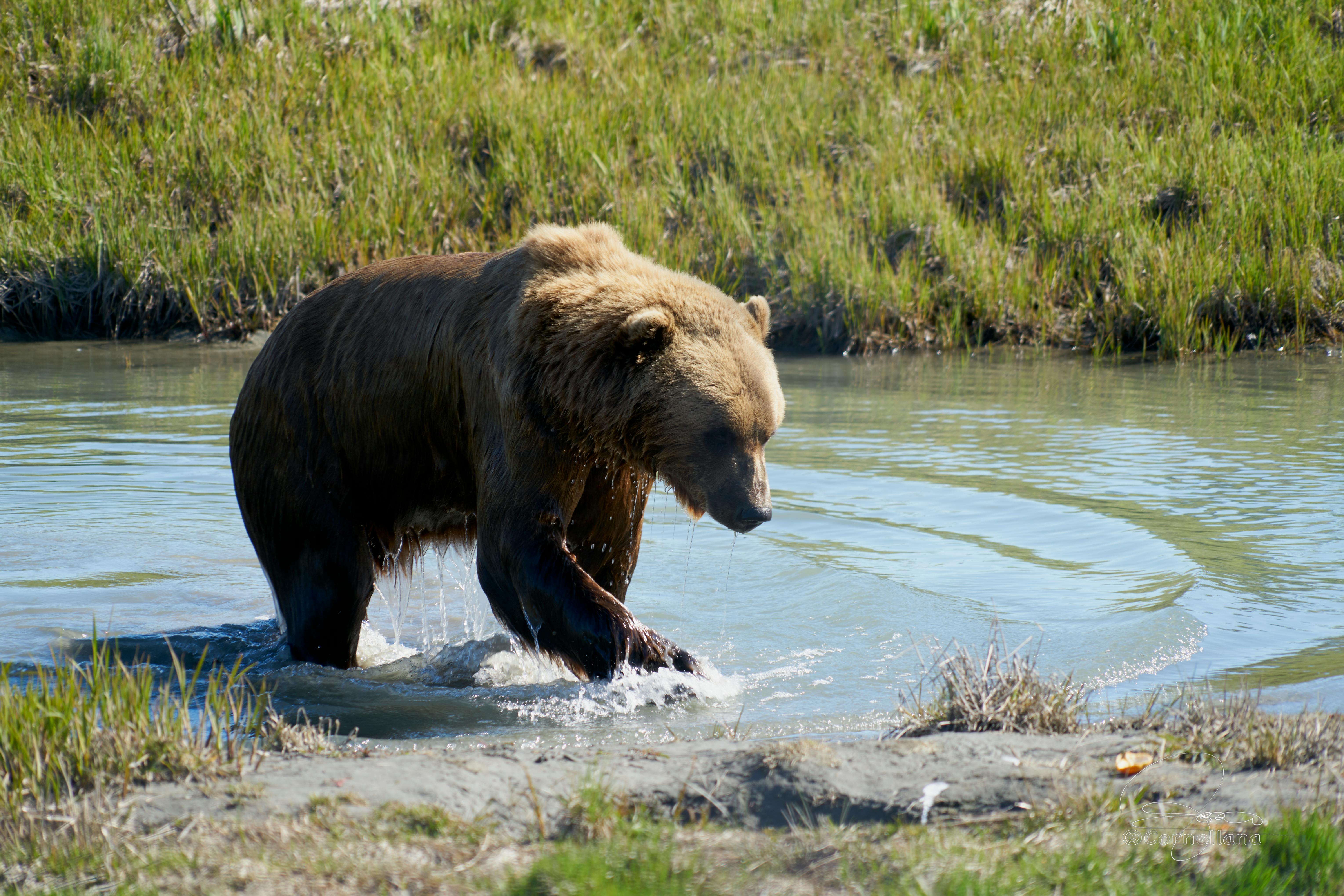 Free stock photo of bear