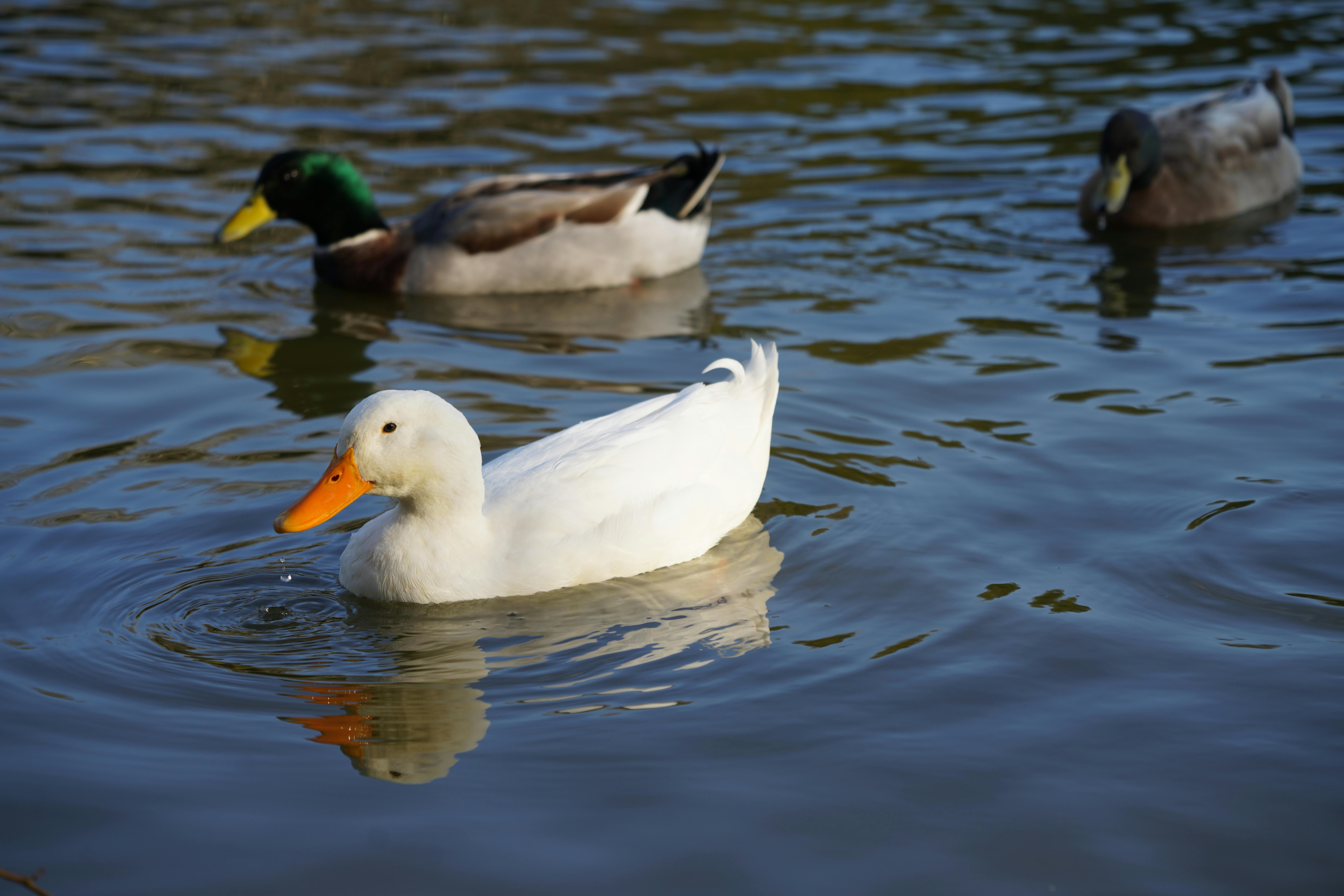 Ducks on the Lake · Free Stock Photo