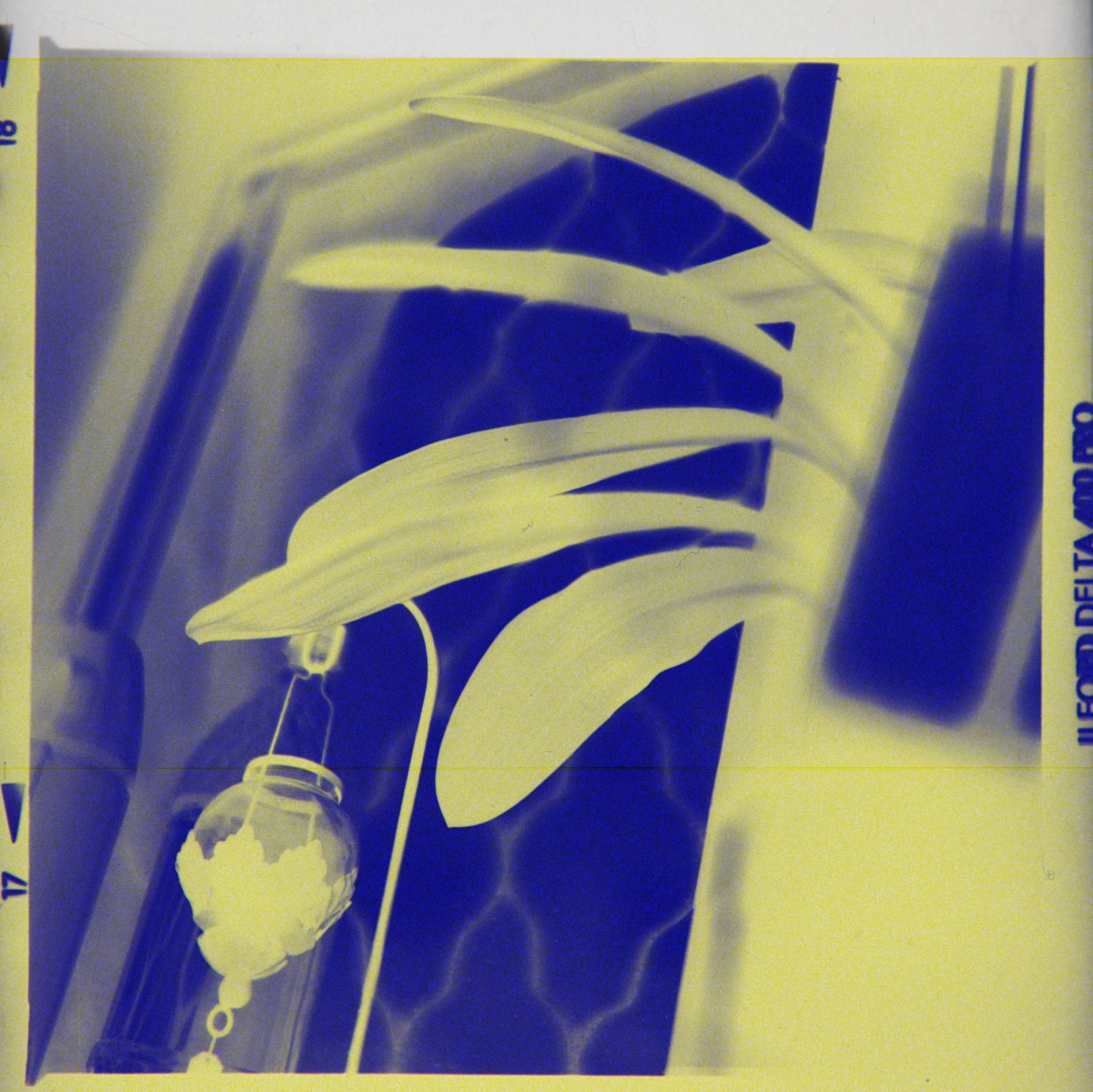 Vintage Cyanotype Print of Woman with Flowers · Free Stock Photo