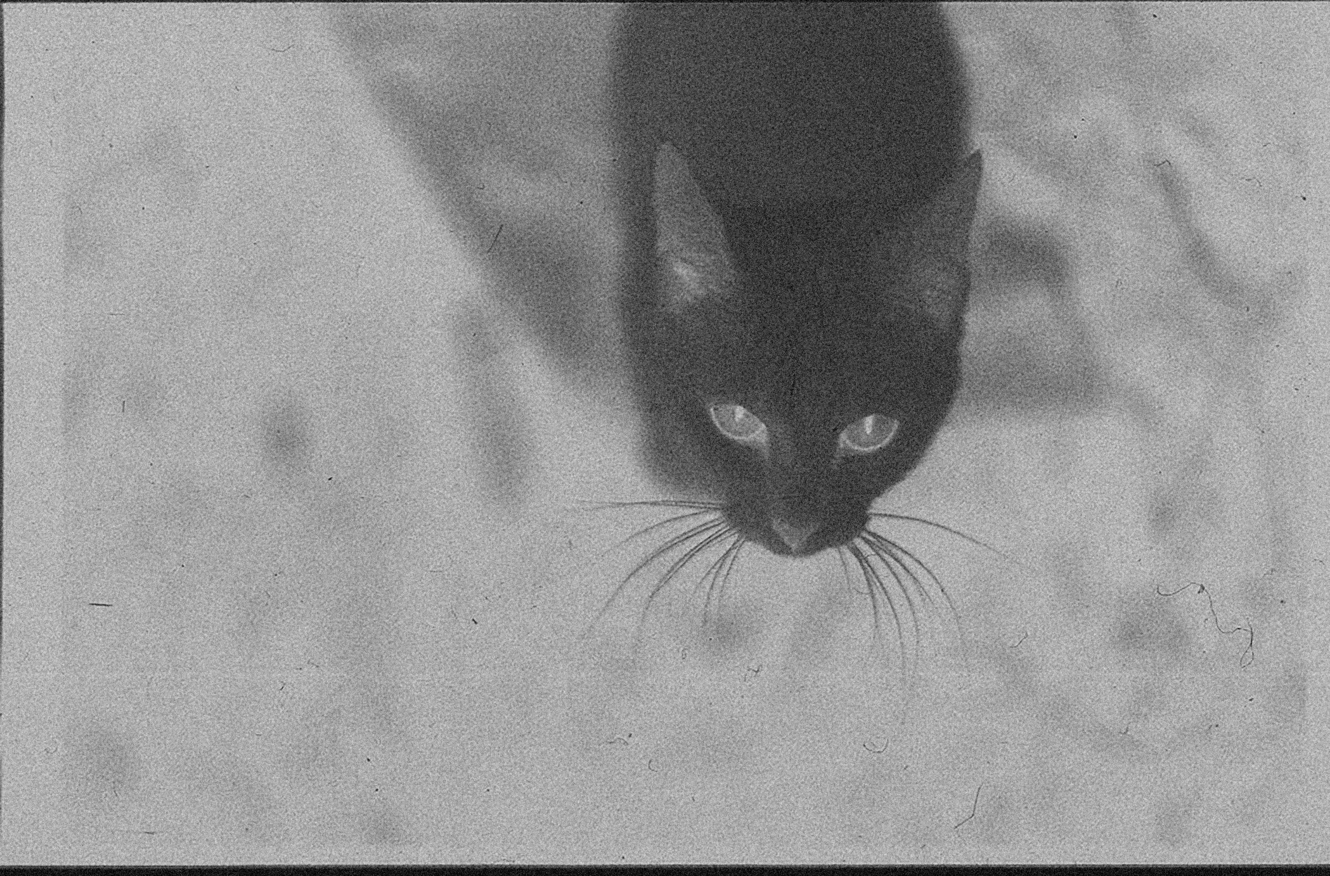 Monochrome Photo of a Cat · Free Stock Photo