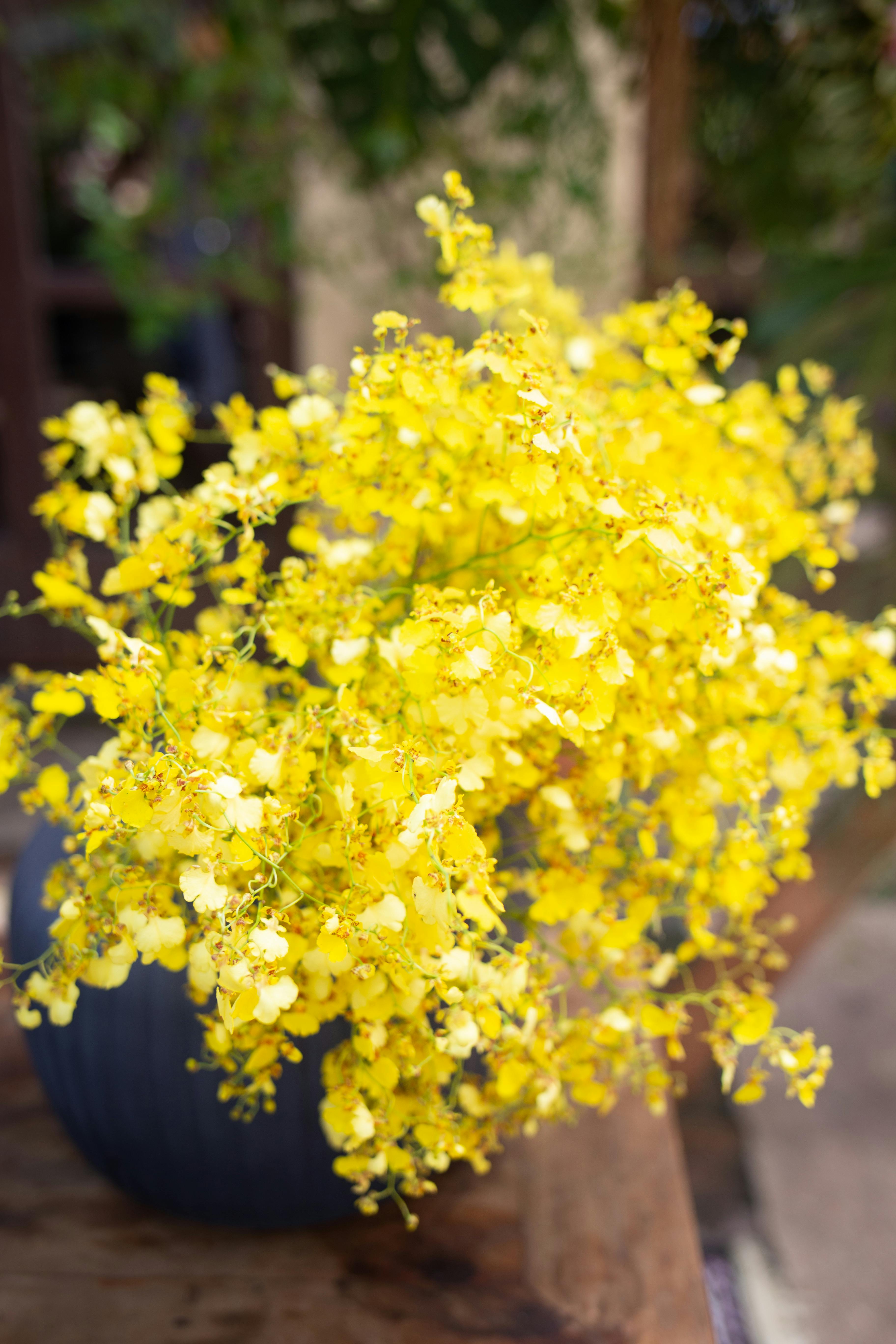 Assorted Fresh Flowers · Free Stock Photo