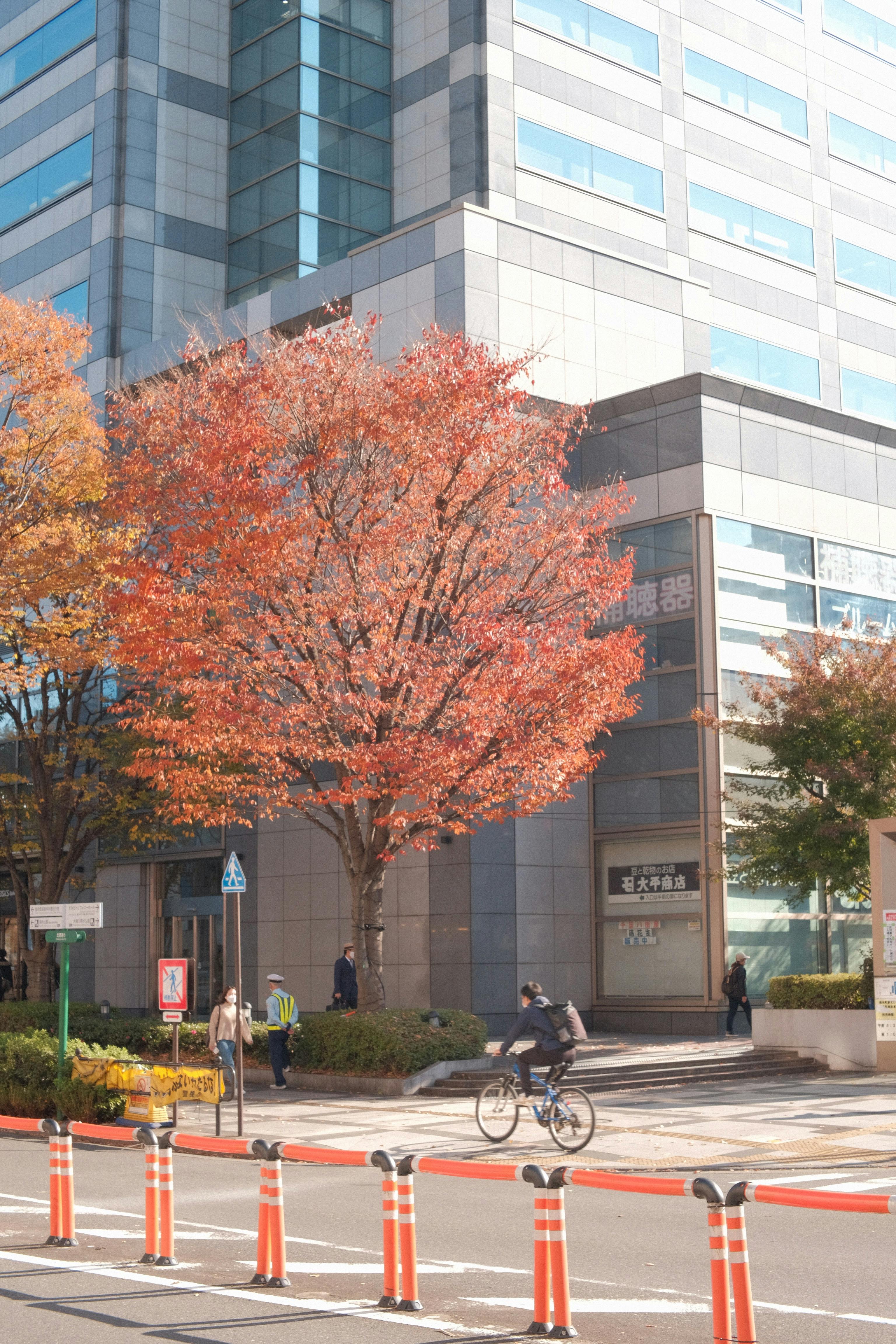 Red Trees Growing by Side of Road in City · Free Stock Photo