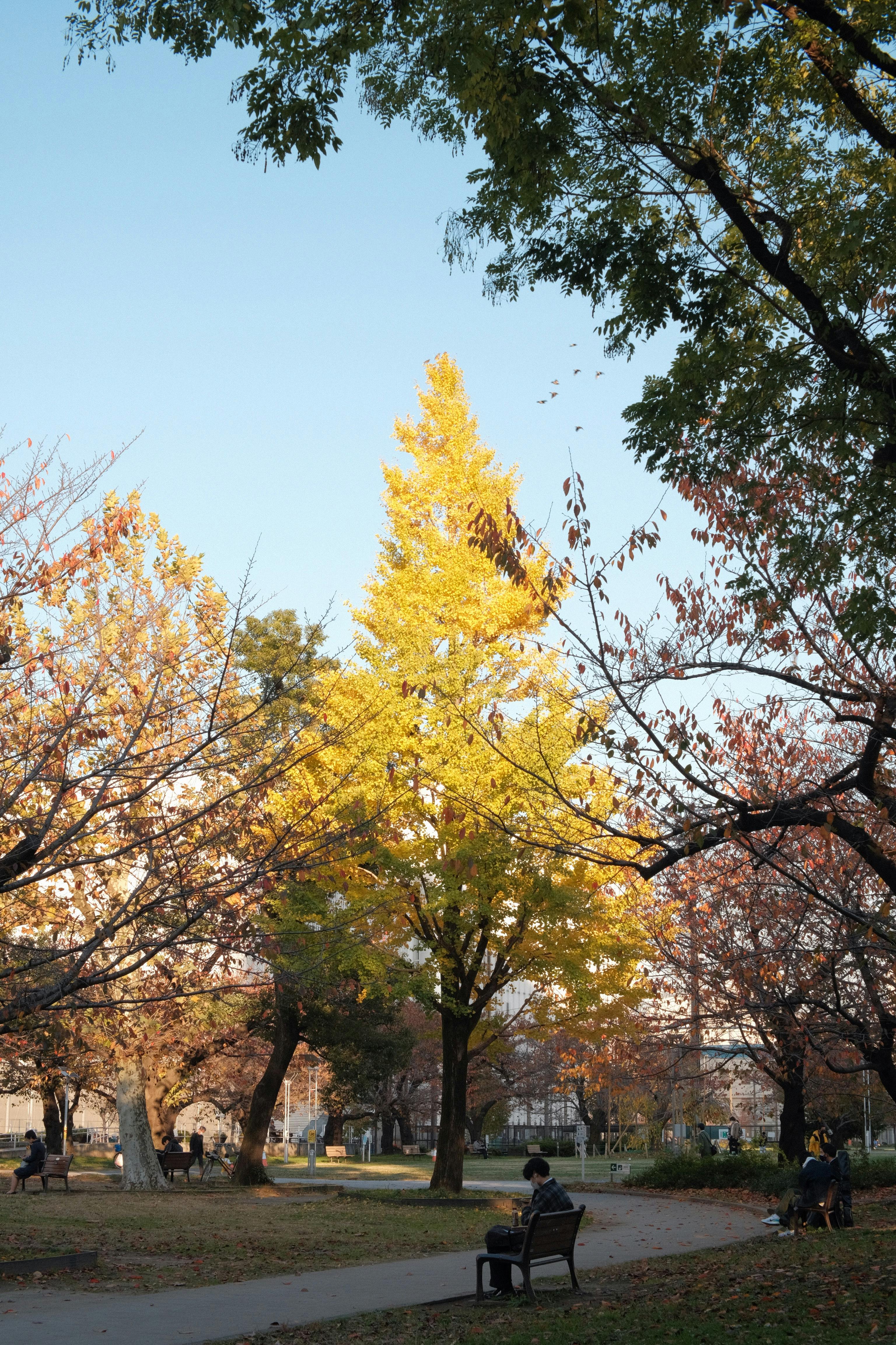 Tall Trees on a Park · Free Stock Photo