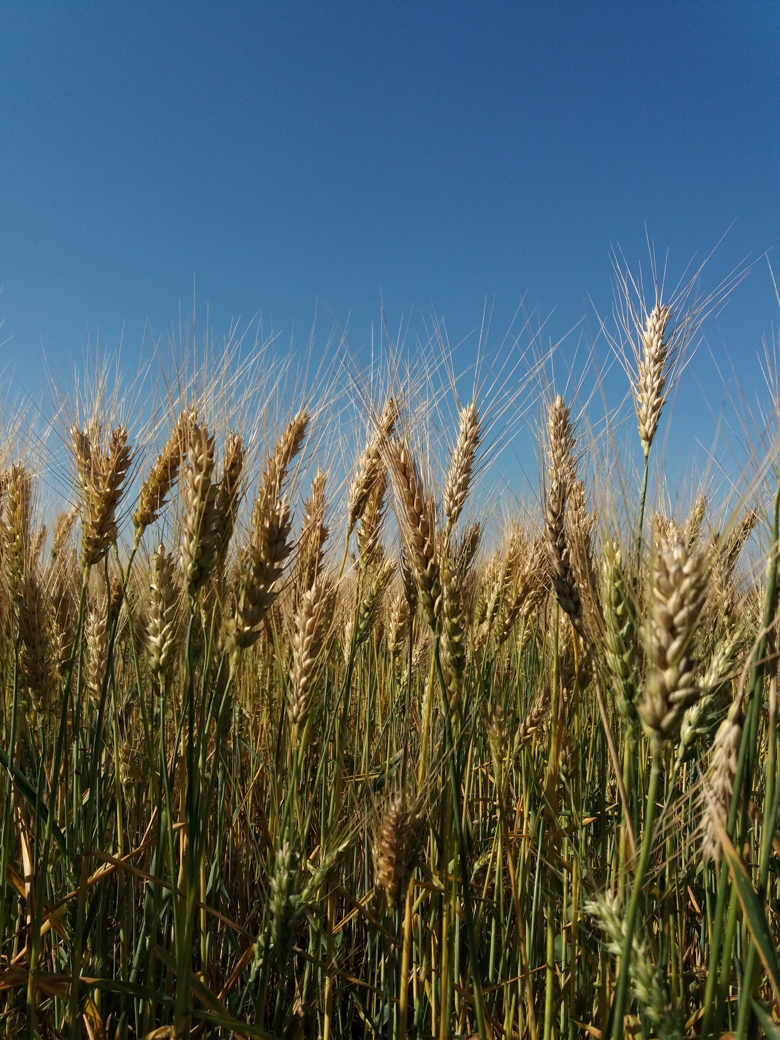 Brown Wheat Field Under Blue Sky · Free Stock Photo