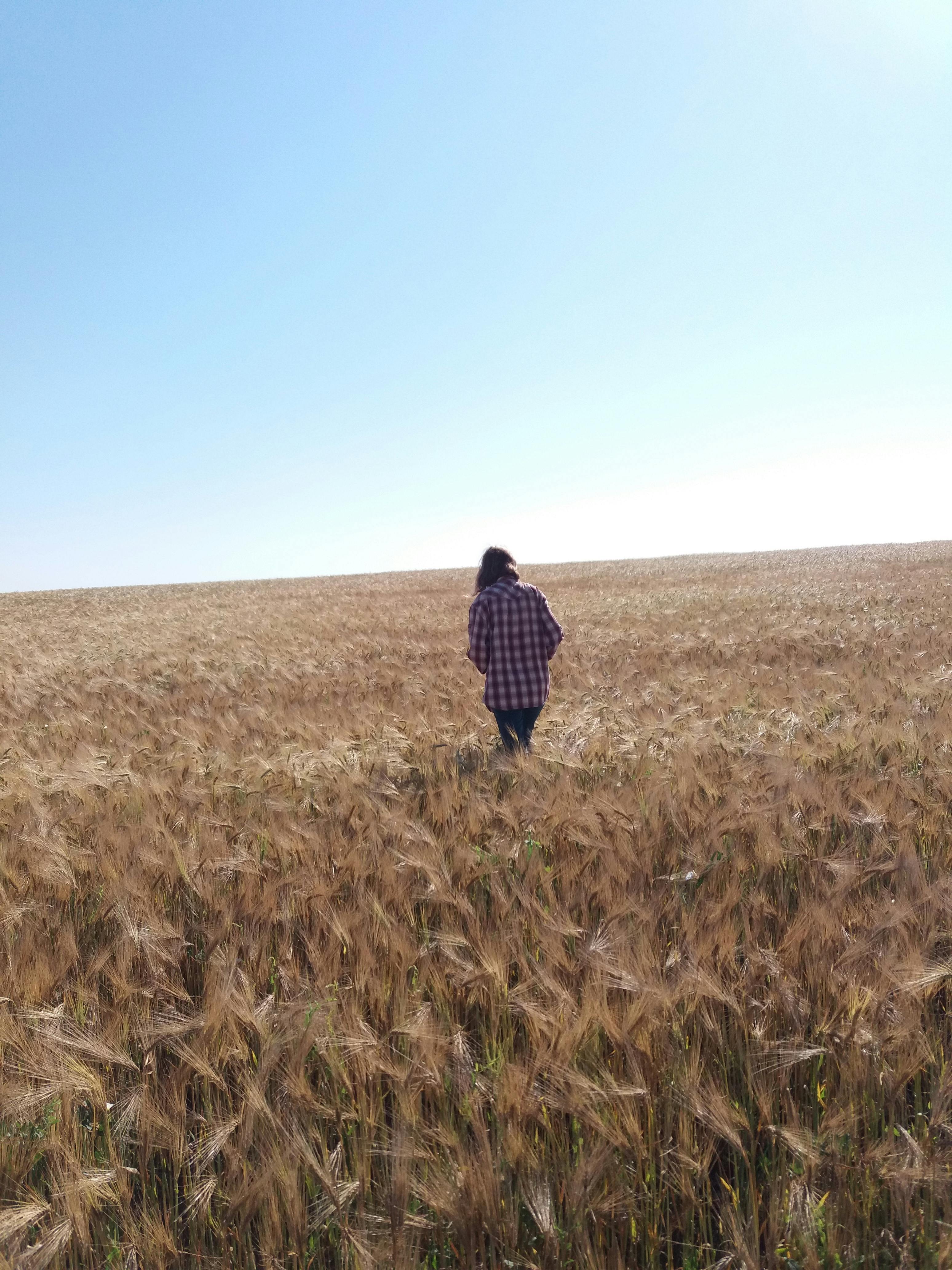 Walking In Wheat Fields Photos, Download The BEST Free Walking In Wheat ...