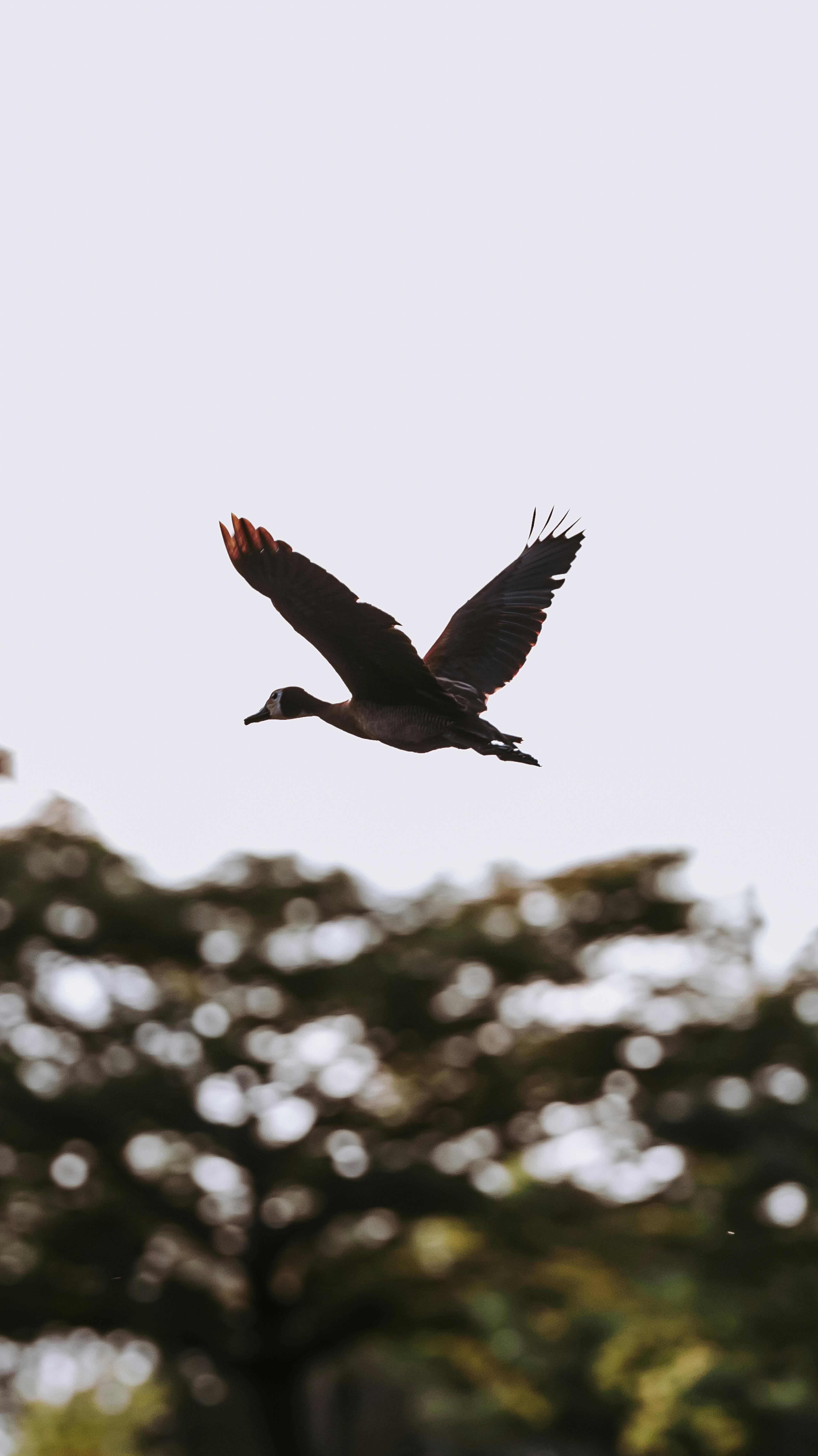 Flying Duck in the Air · Free Stock Photo