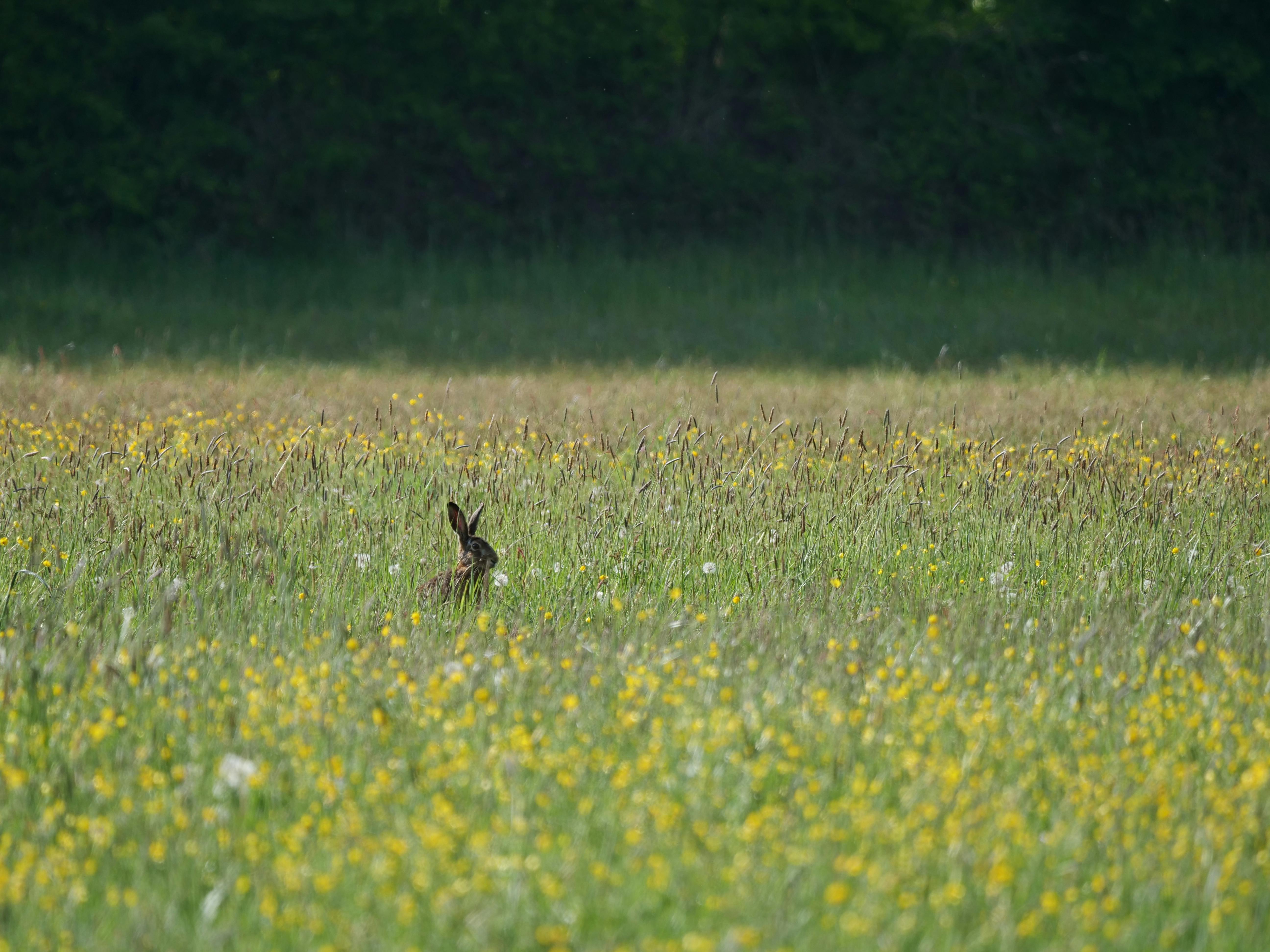 300+ Best Hare Photos · 100% Free Download · Pexels Stock Photos