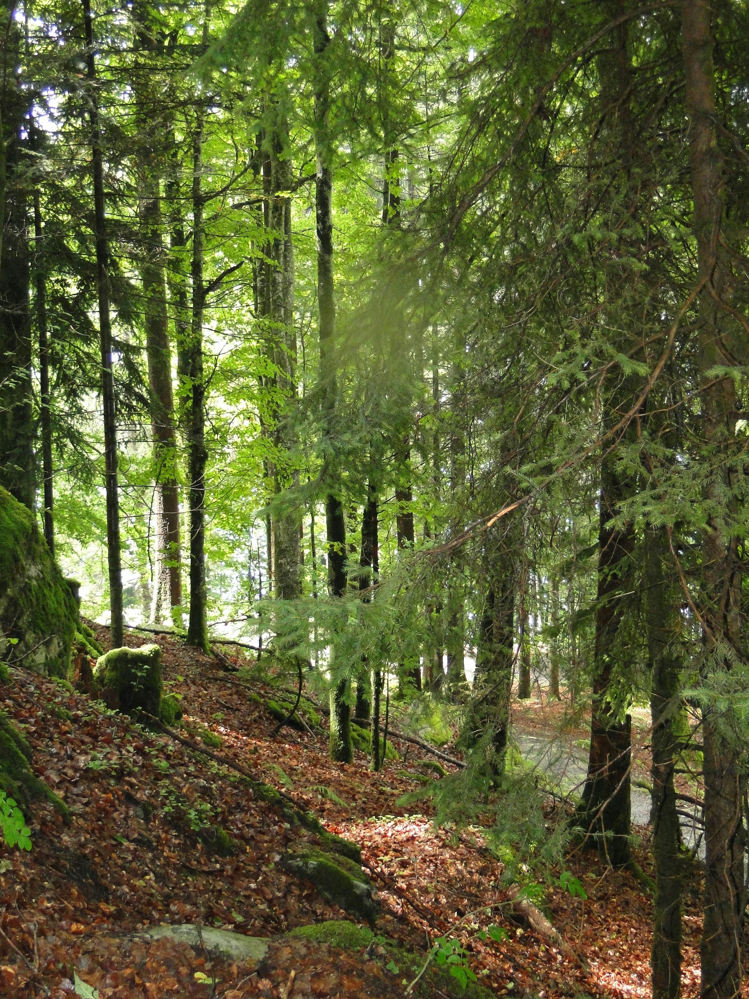 Green Trees on Forest · Free Stock Photo