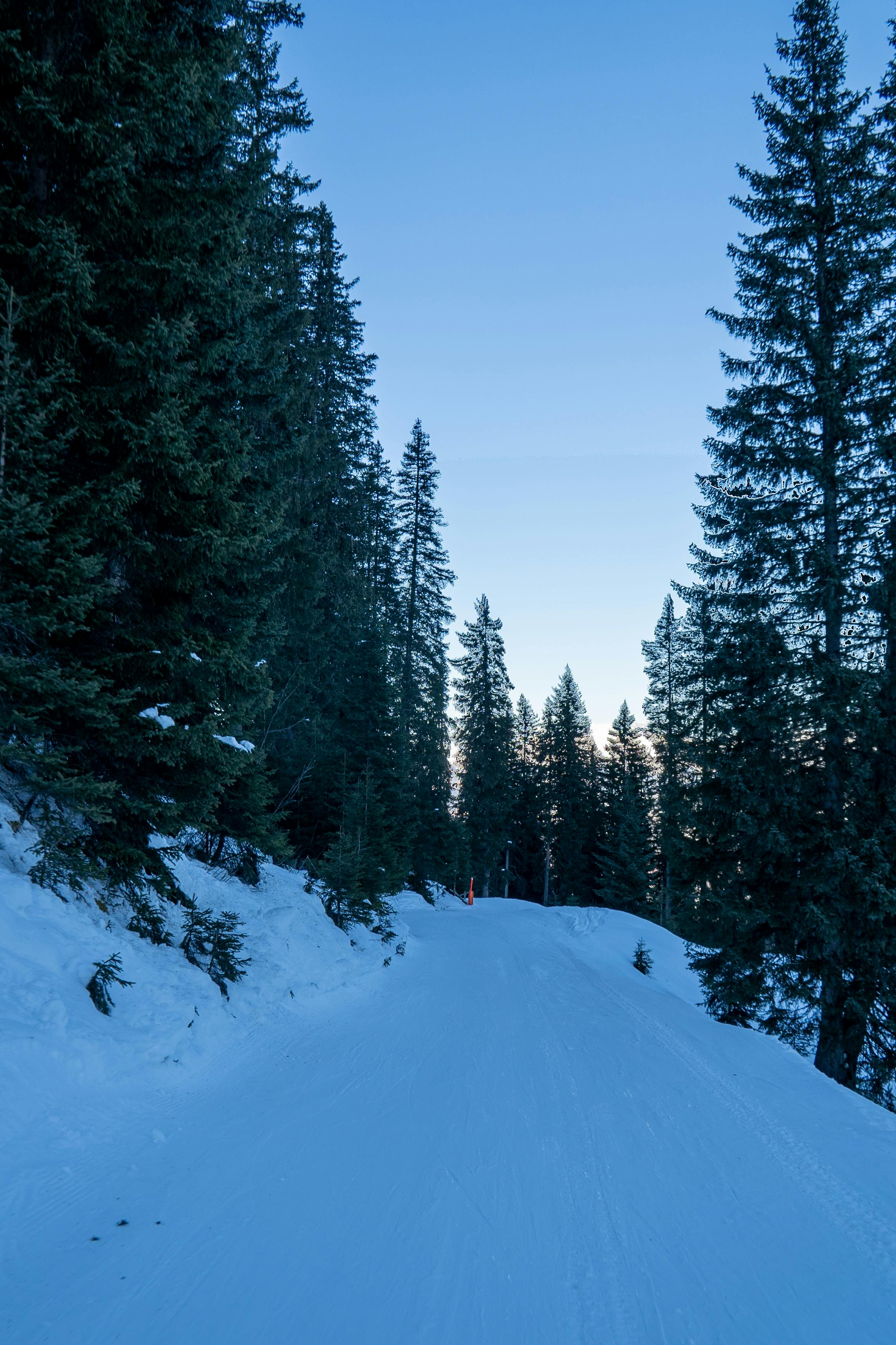 Trees on Snow Covered Ground · Free Stock Photo