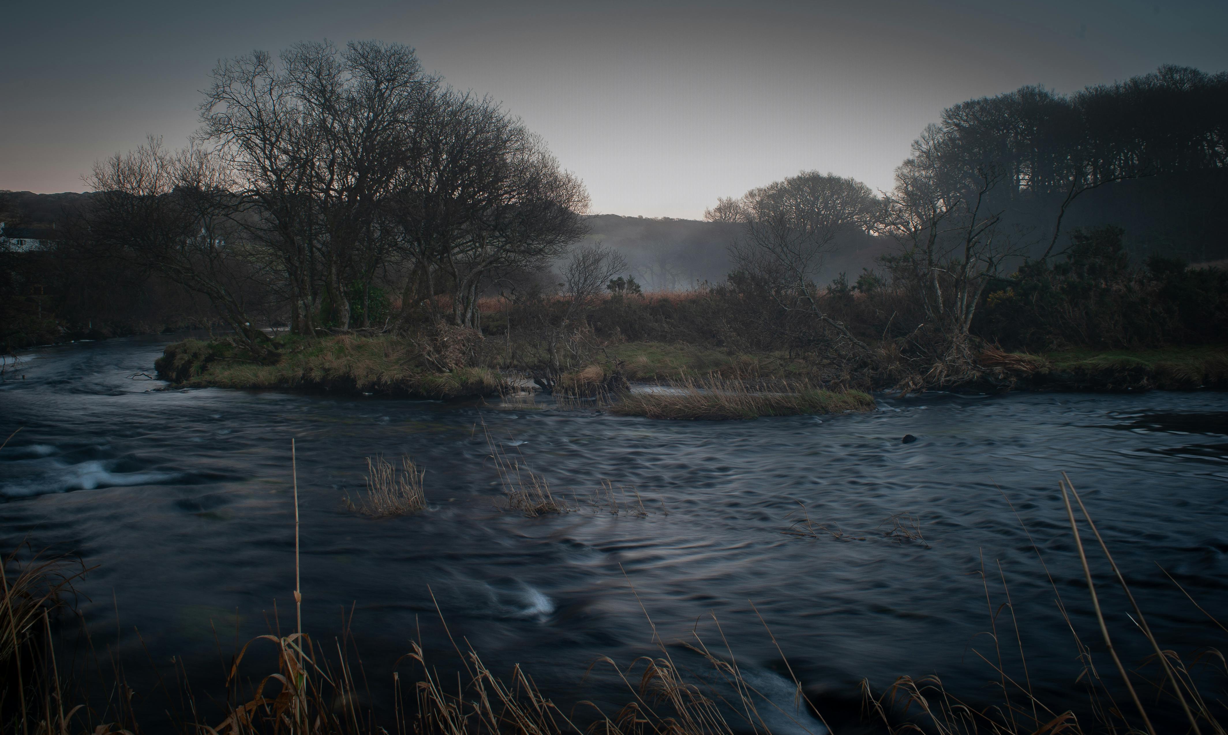 River in the Middle of Forest · Free Stock Photo