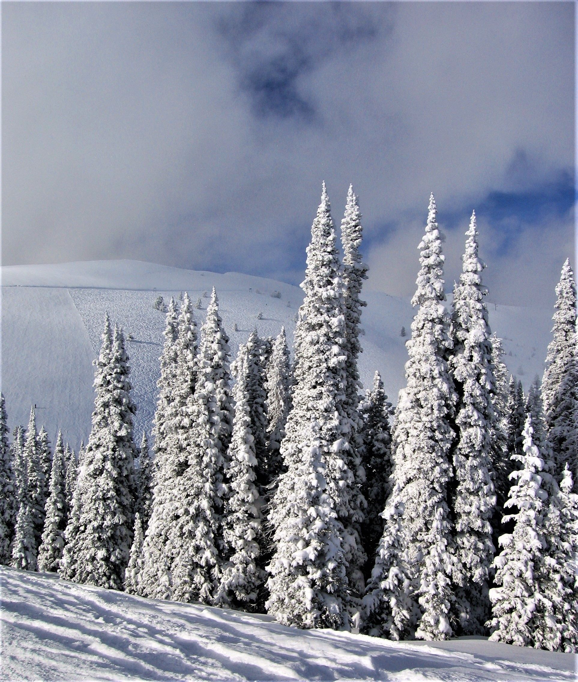 Photo Of Coniferous Trees · Free Stock Photo