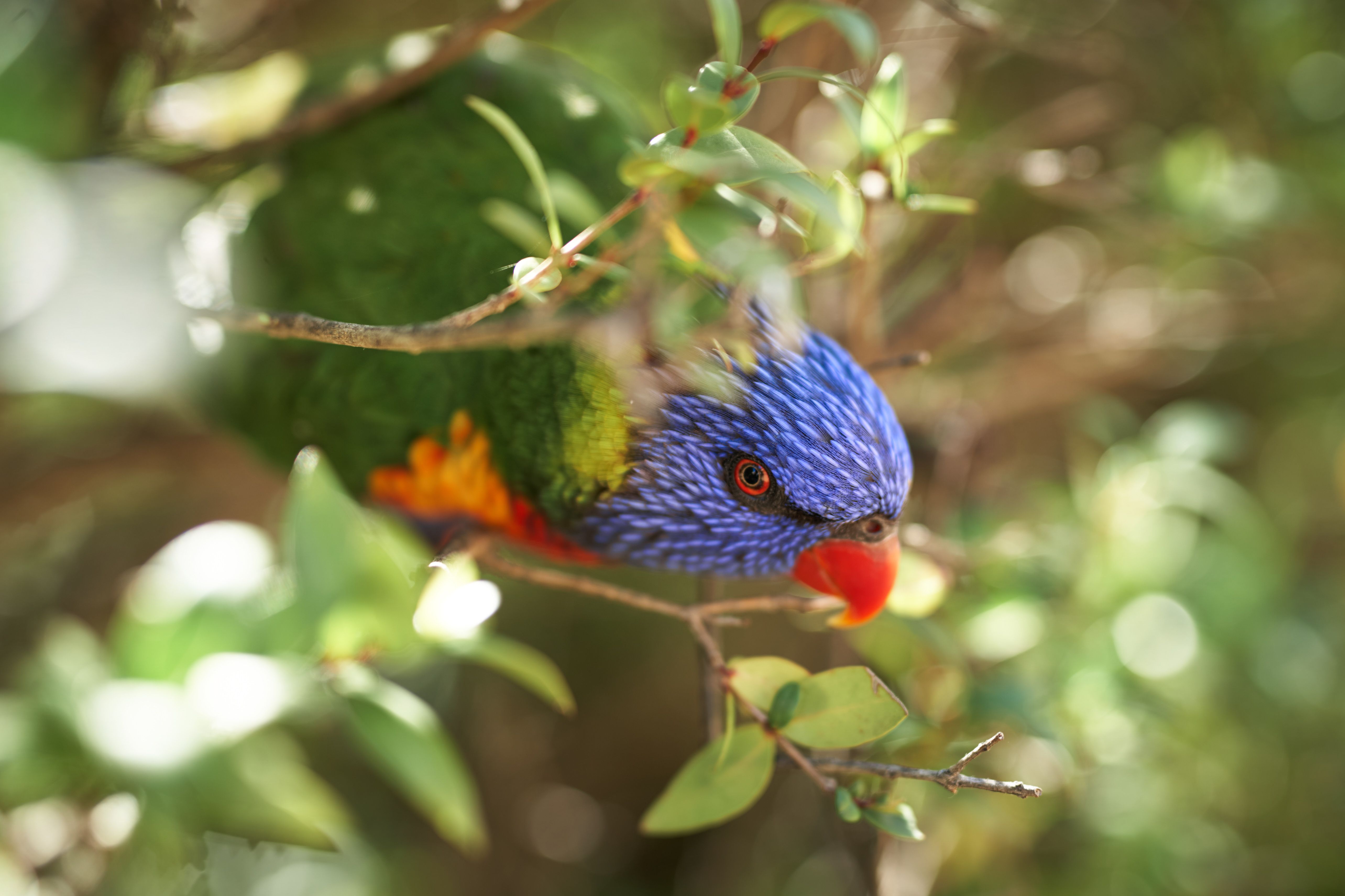 Close up of Loriini Parrot · Free Stock Photo