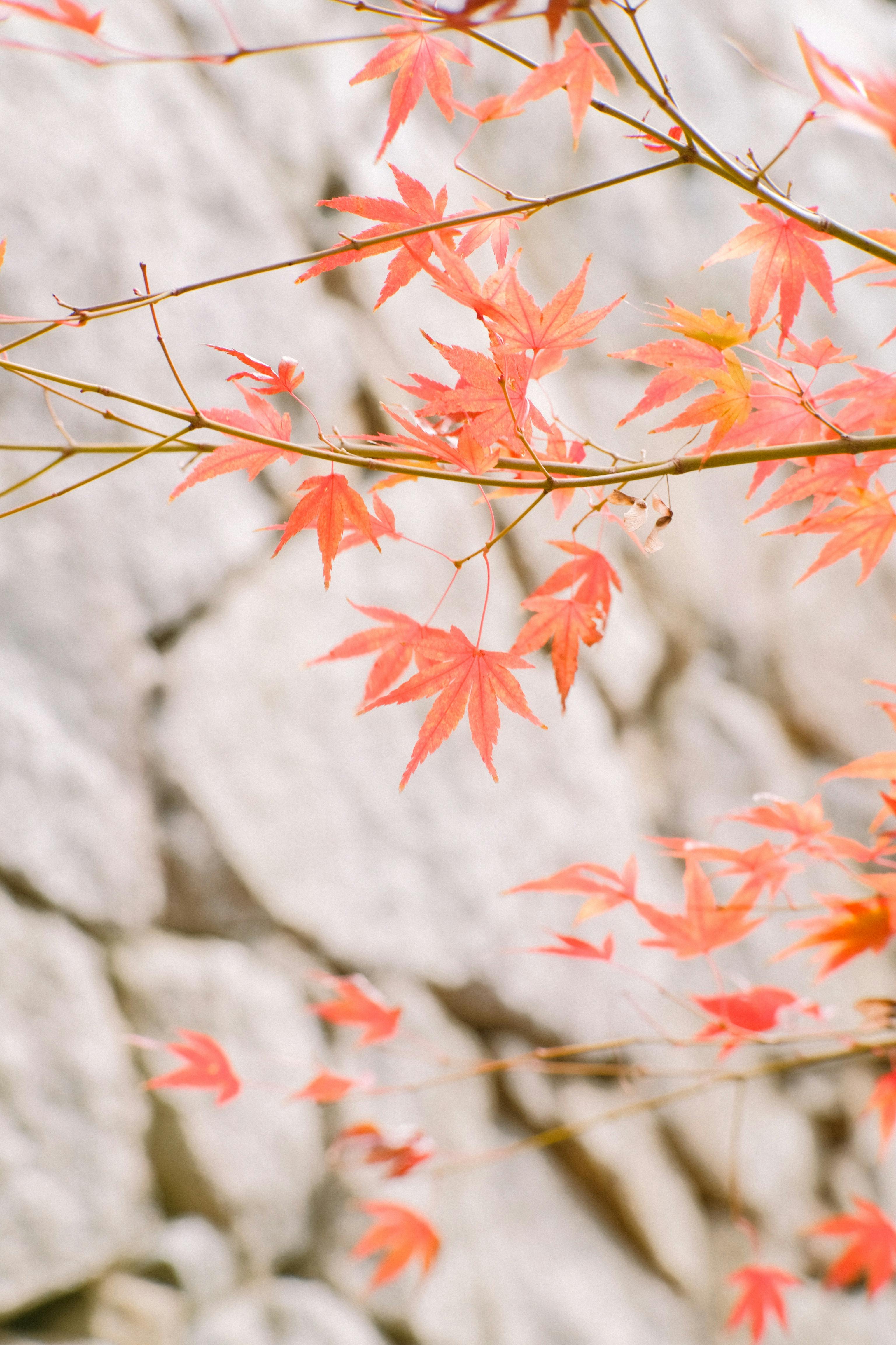 Maple Leaves in the Fall · Free Stock Photo
