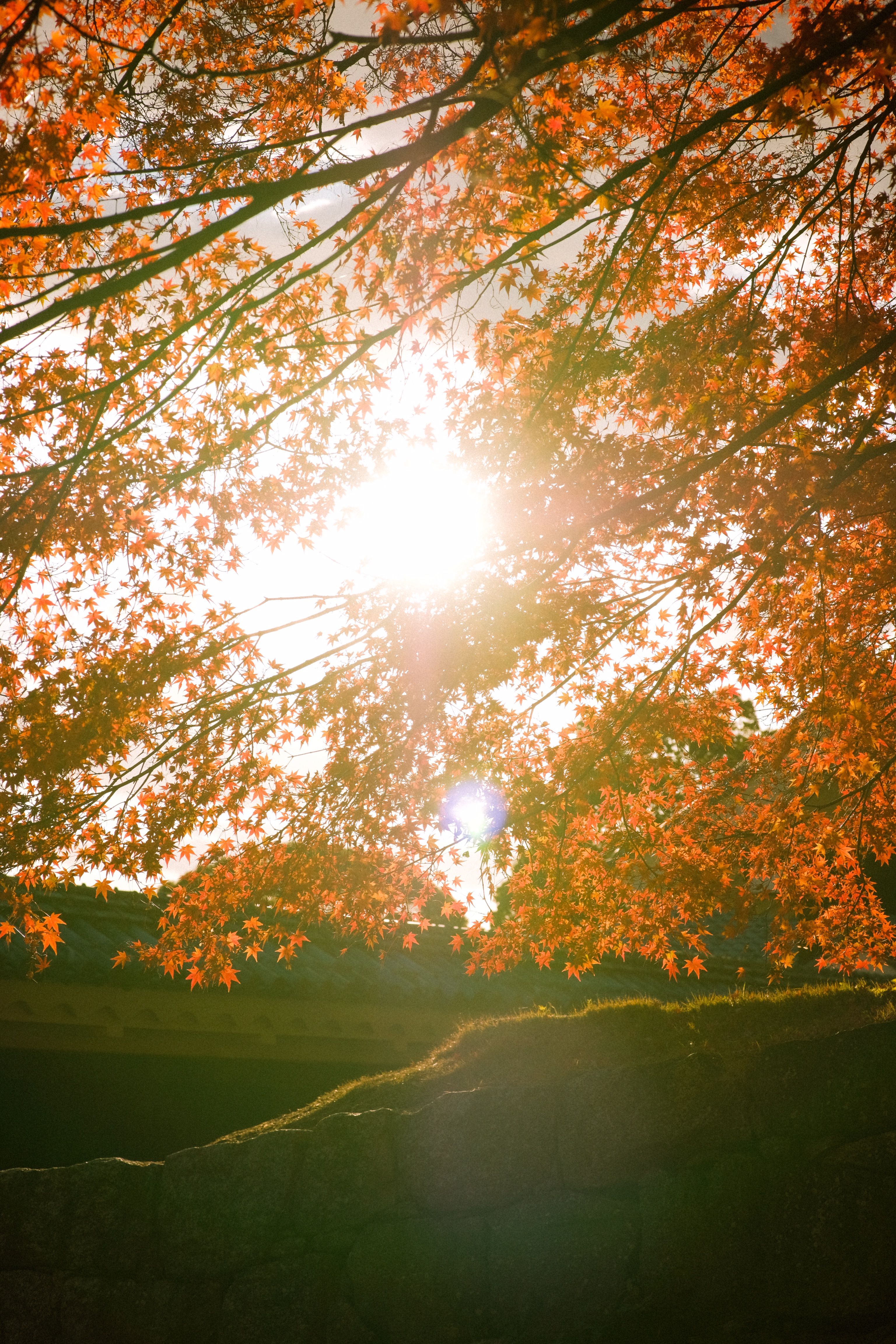 Sunbeam through a Maple Tree · Free Stock Photo