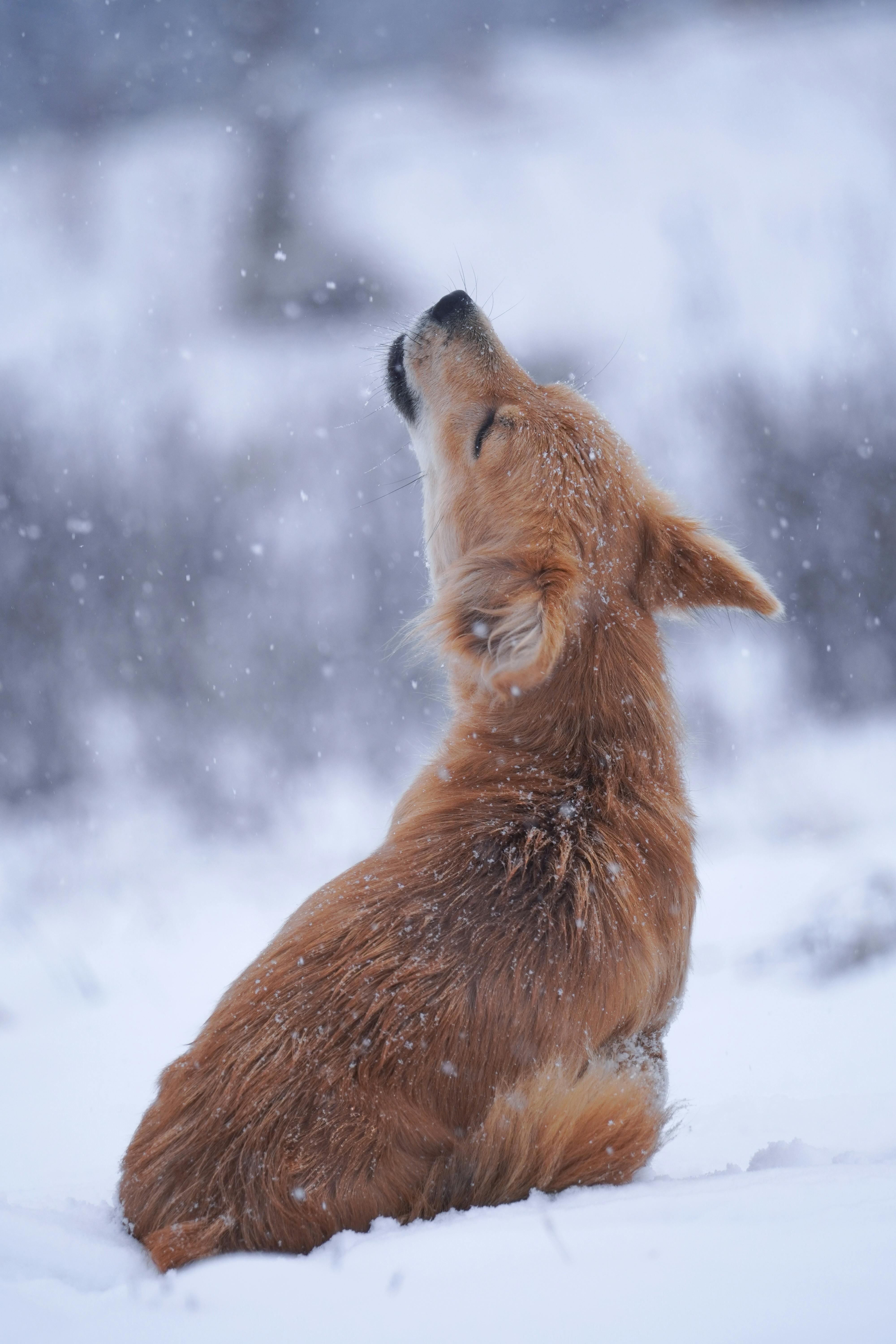 Howl Photos, Download The BEST Free Howl Stock Photos & HD Images