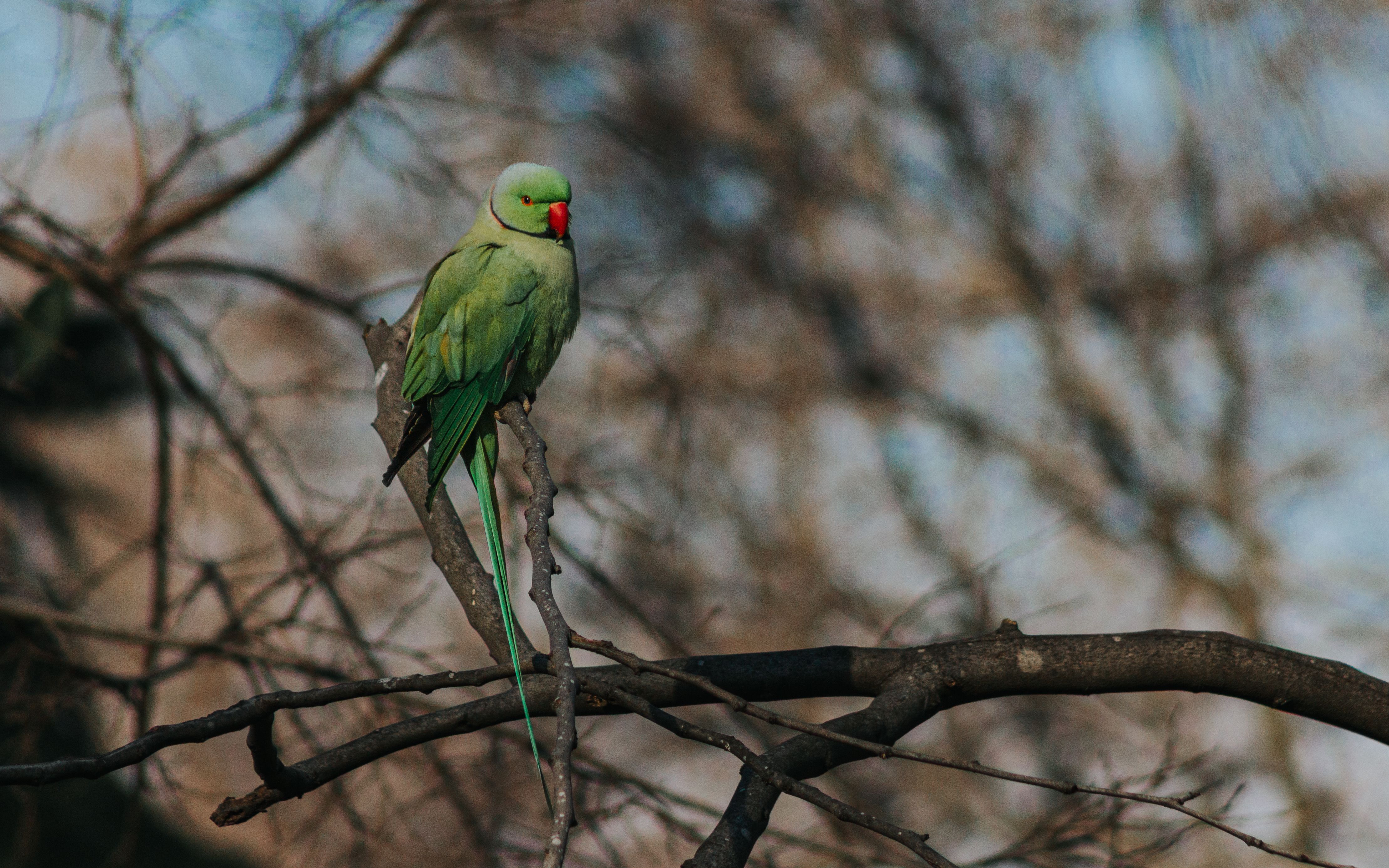 Parrot Photos, Download The BEST Free Parrot Stock Photos & HD Images