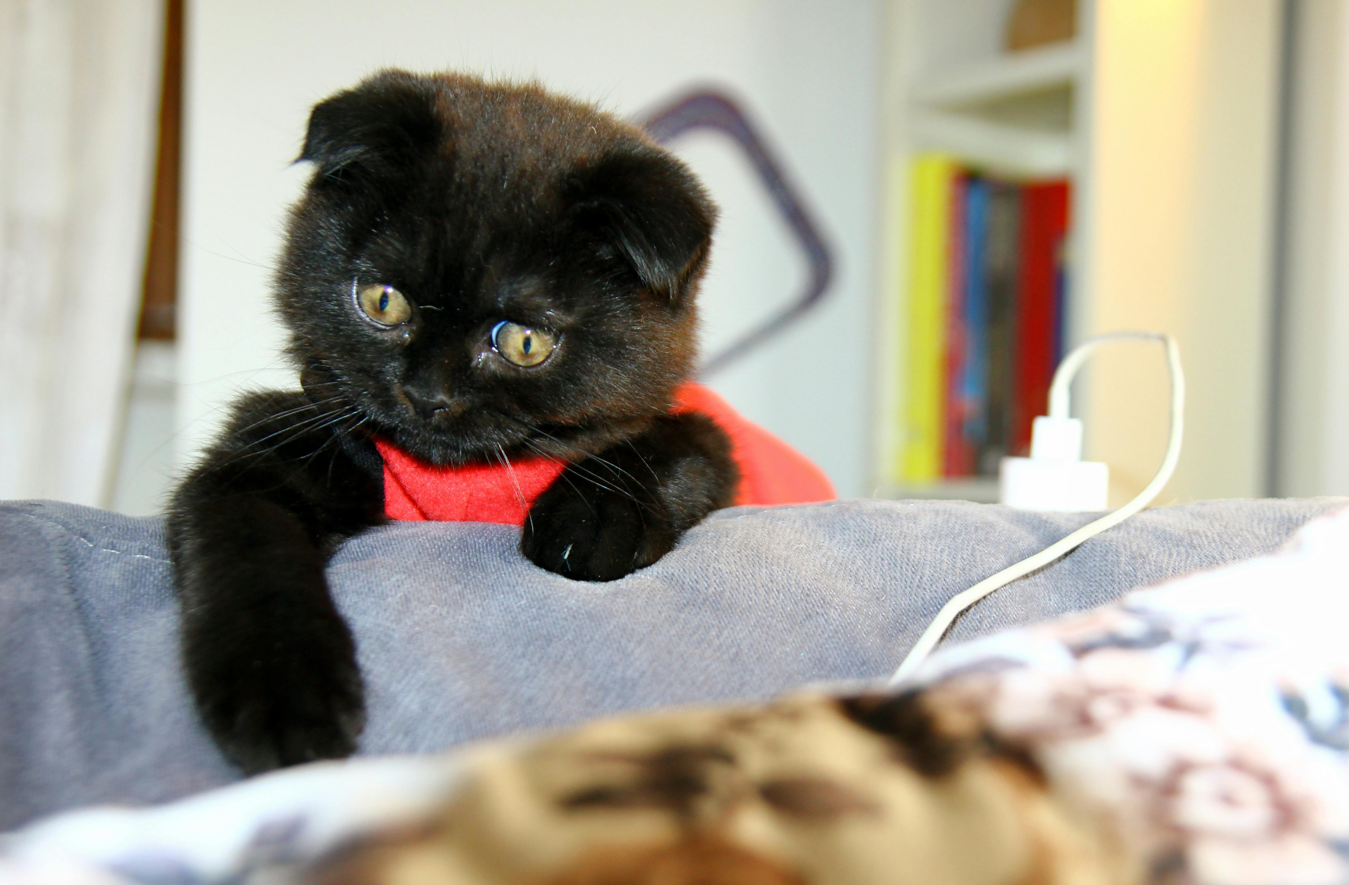 Free stock photo of animal, black, black and red