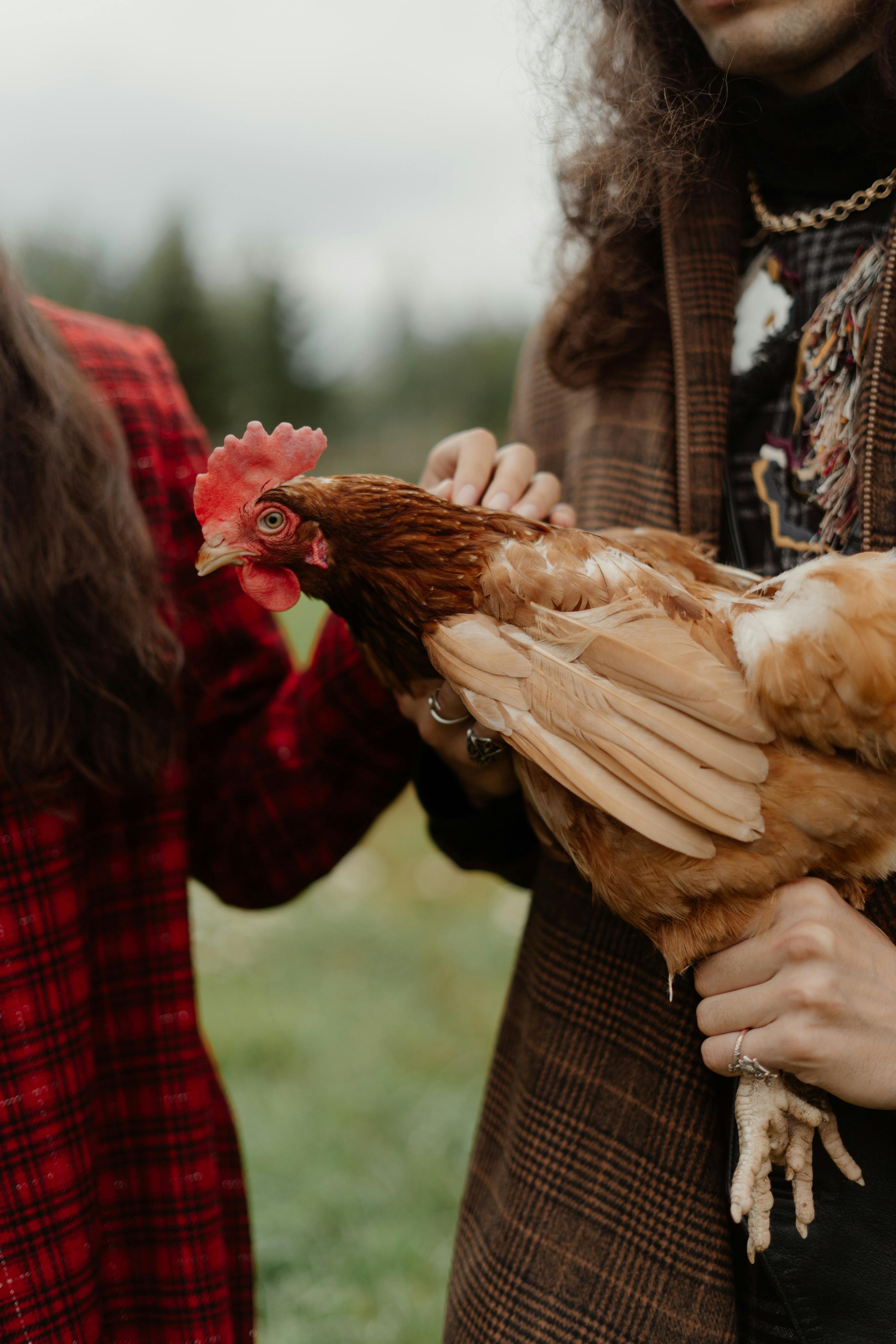 Person Carrying a Rooster · Free Stock Photo