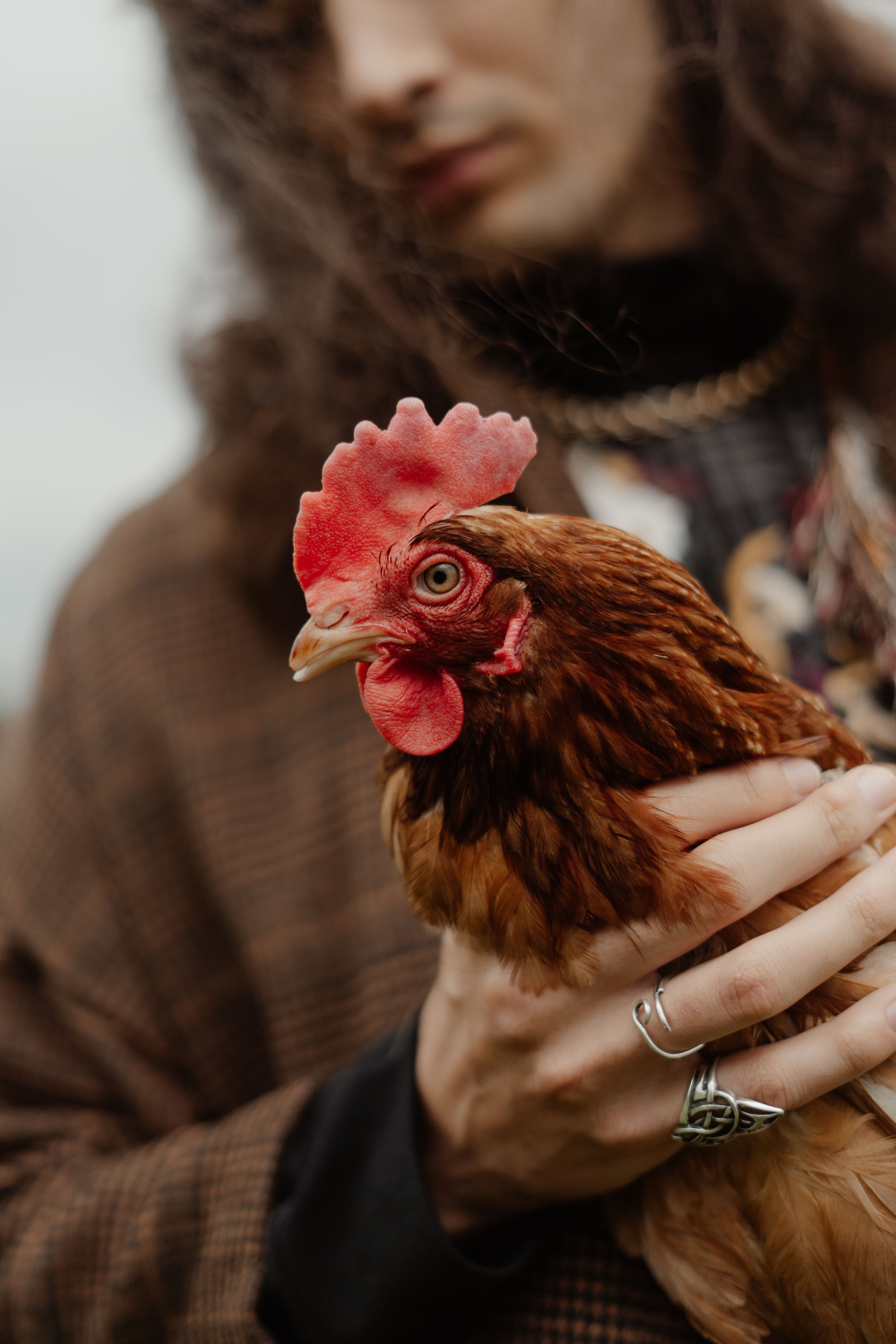 A Person Holding a Rooster · Free Stock Photo