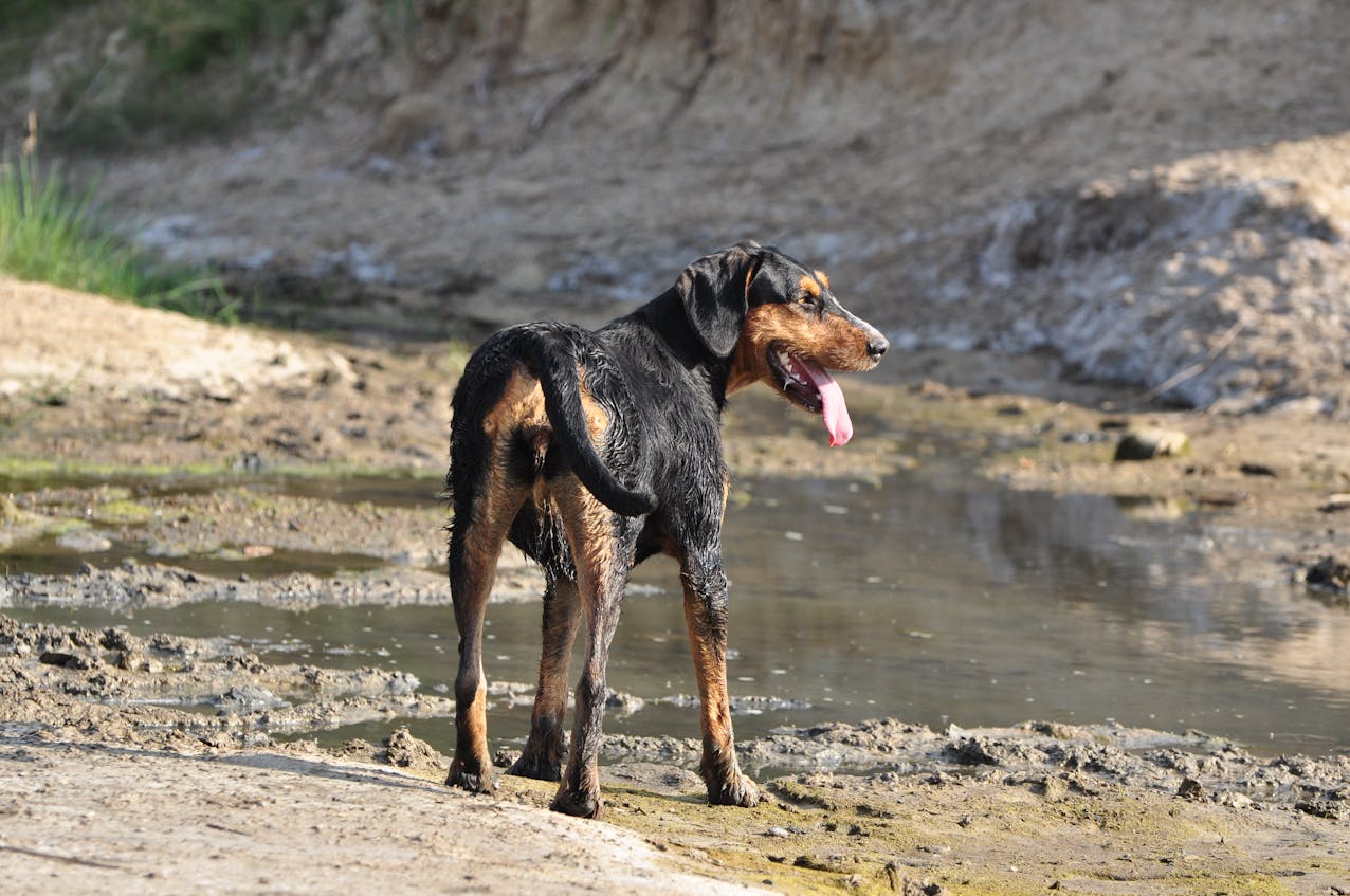 Molossus Dog Extinct: Ancient Greek Breed's Fading Legacy