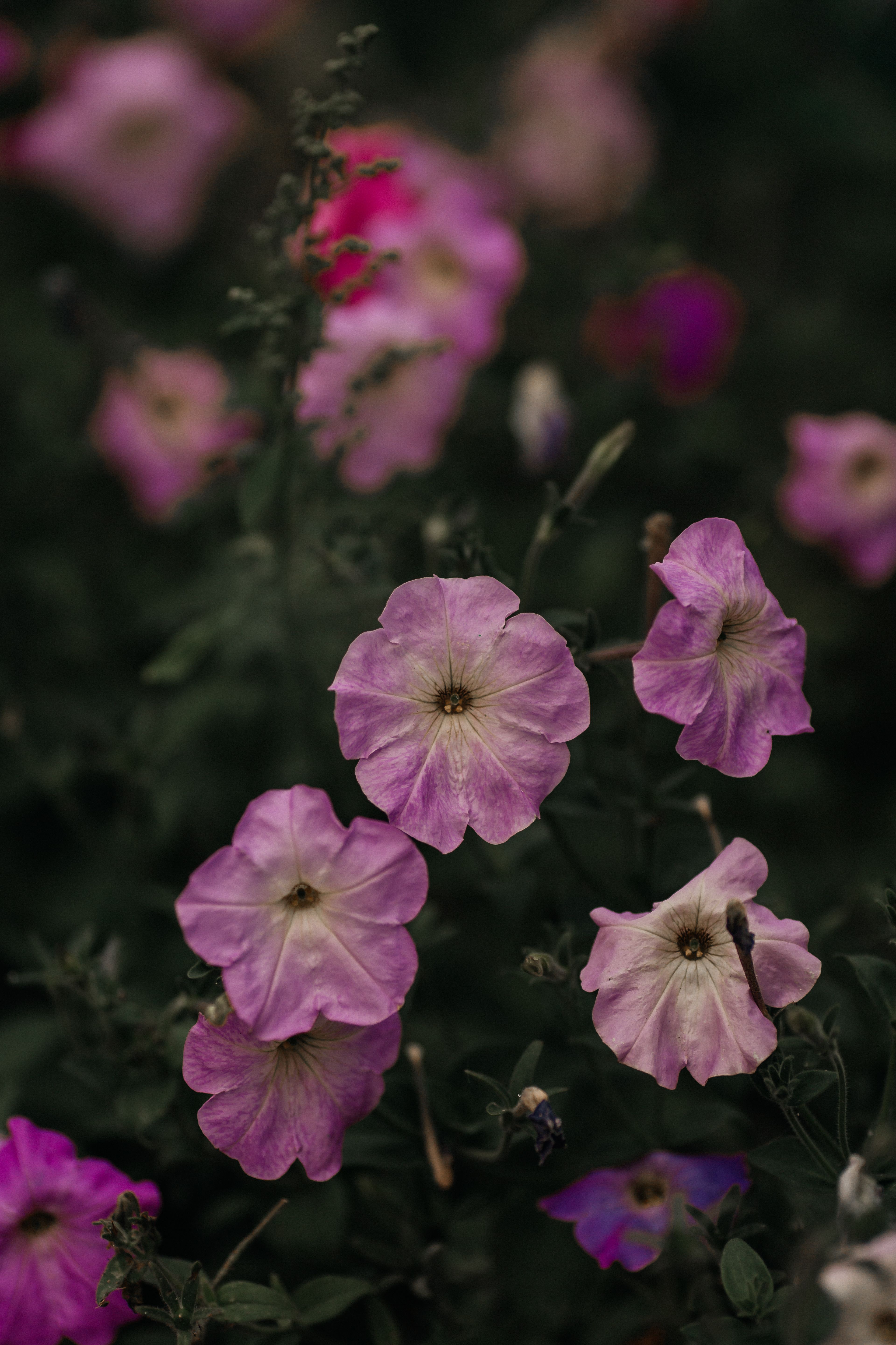 Close-Up Shot of Purple Flowers in Bloom · Free Stock Photo