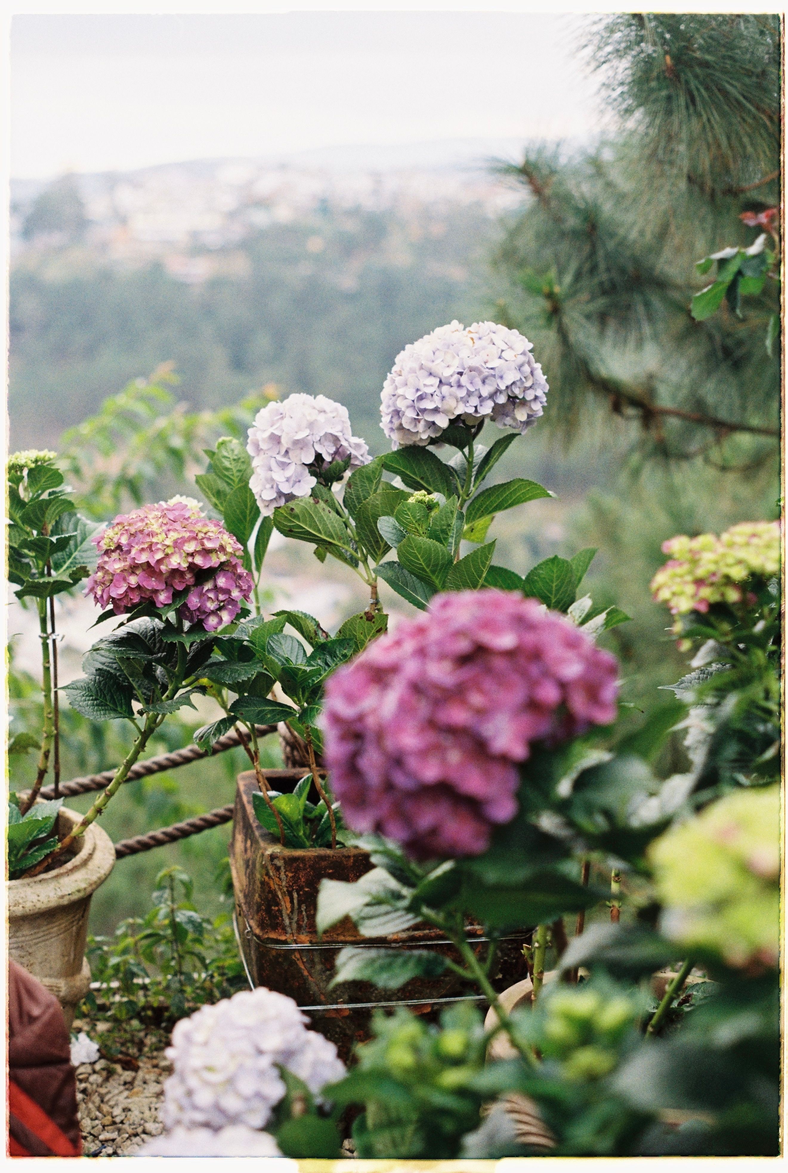 Close Up Shot of a Pink French Hydrangea · Free Stock Photo